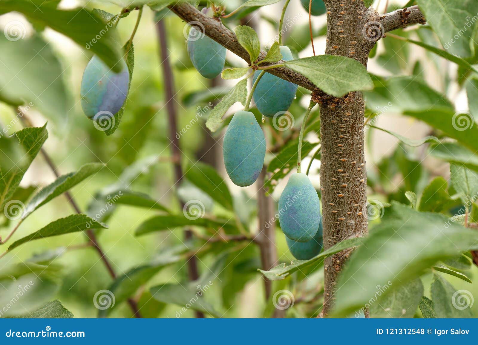 Maturation Du Fruit Verte De Prune Sur Un Arbre Photo stock - Image du ...