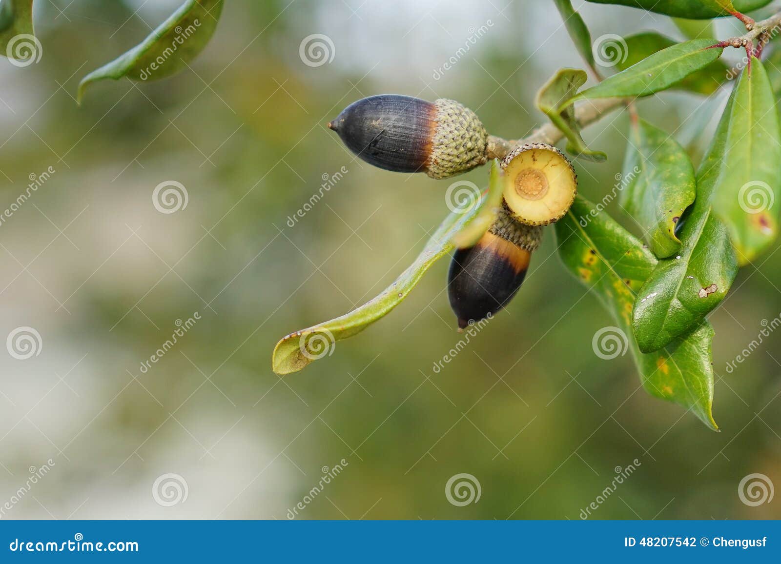 Mature acorn on the tree stock photo. Image of vine, clipping - 48207542