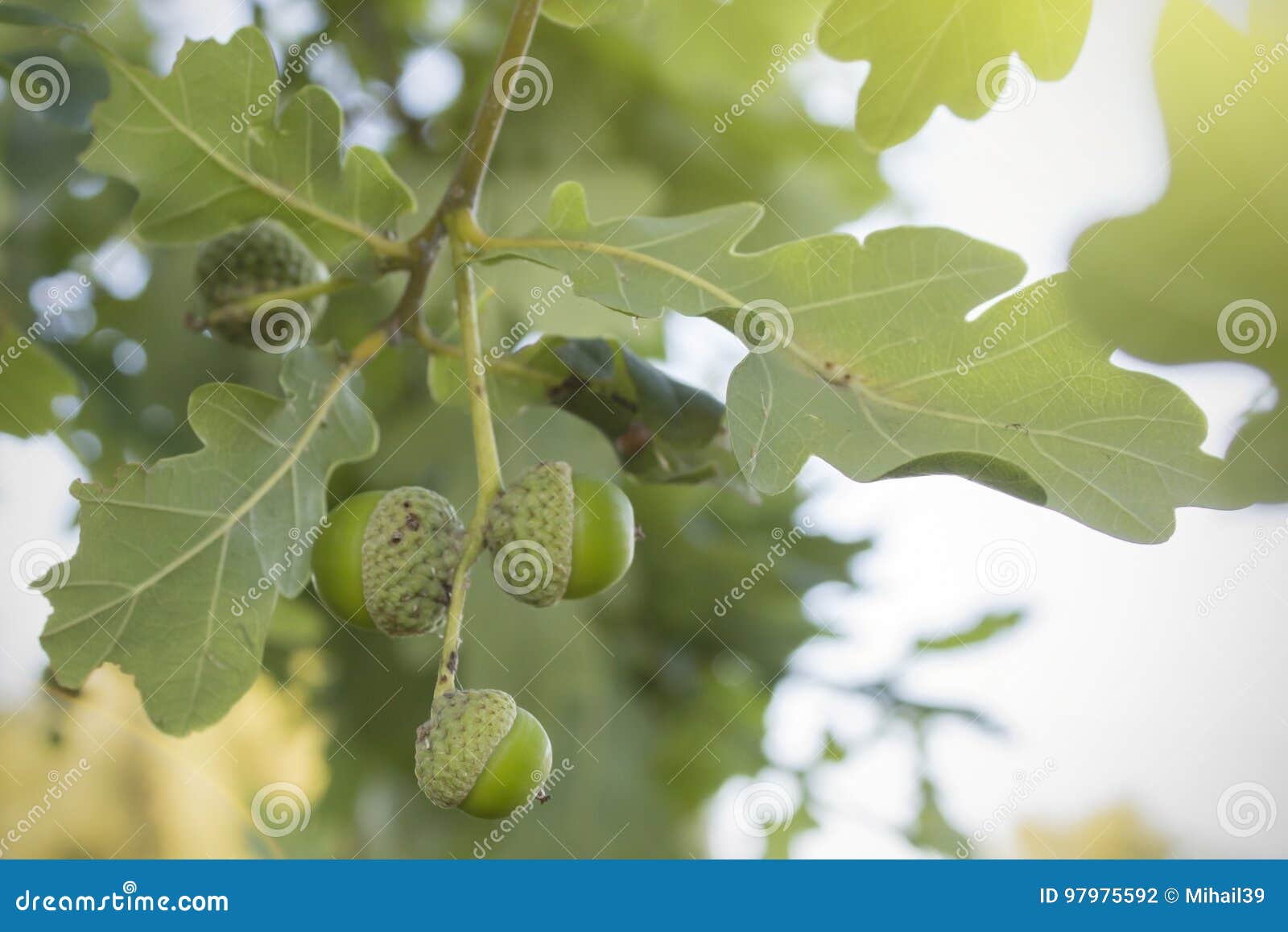 Mature Acorns And Fallen Leave Of Turkey Oak Stock Photography ...