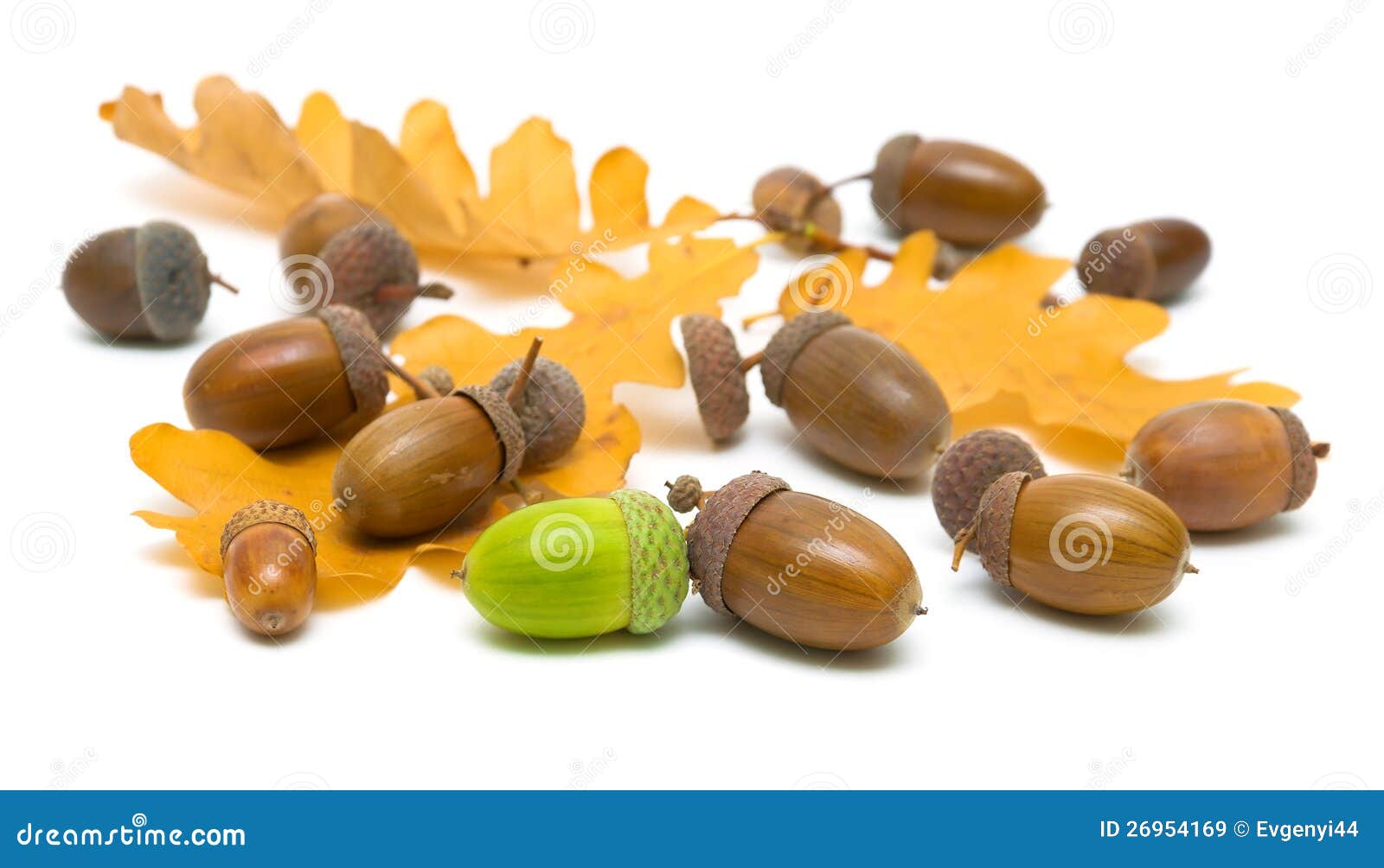 Mature Acorns And Fallen Leave Of Turkey Oak Stock Photography ...