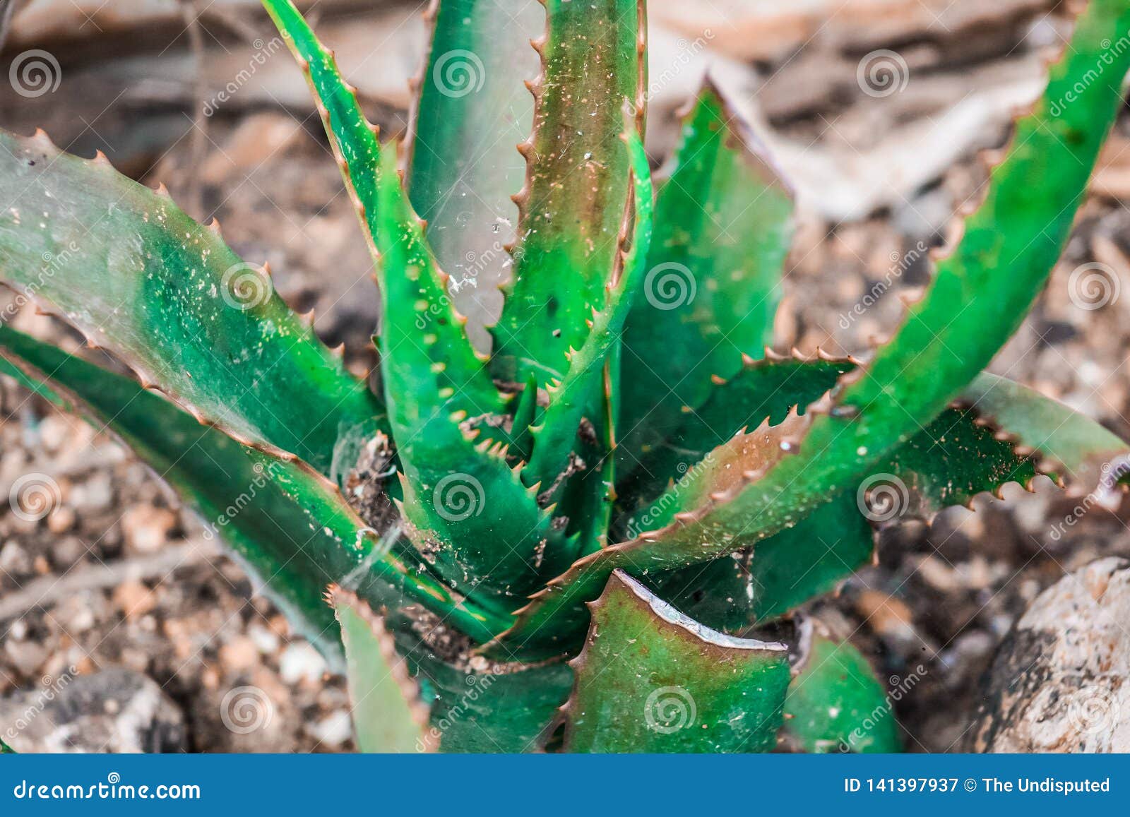 A Mature Aloe Vera Plant Stock Image Image Of Leaves 141397937