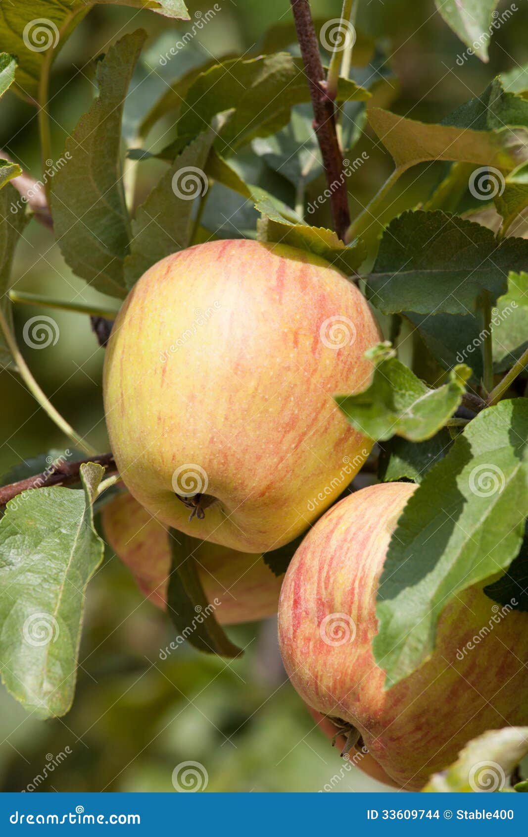 Mature apples stock photo. Image of yard, natural, orchard - 33609744