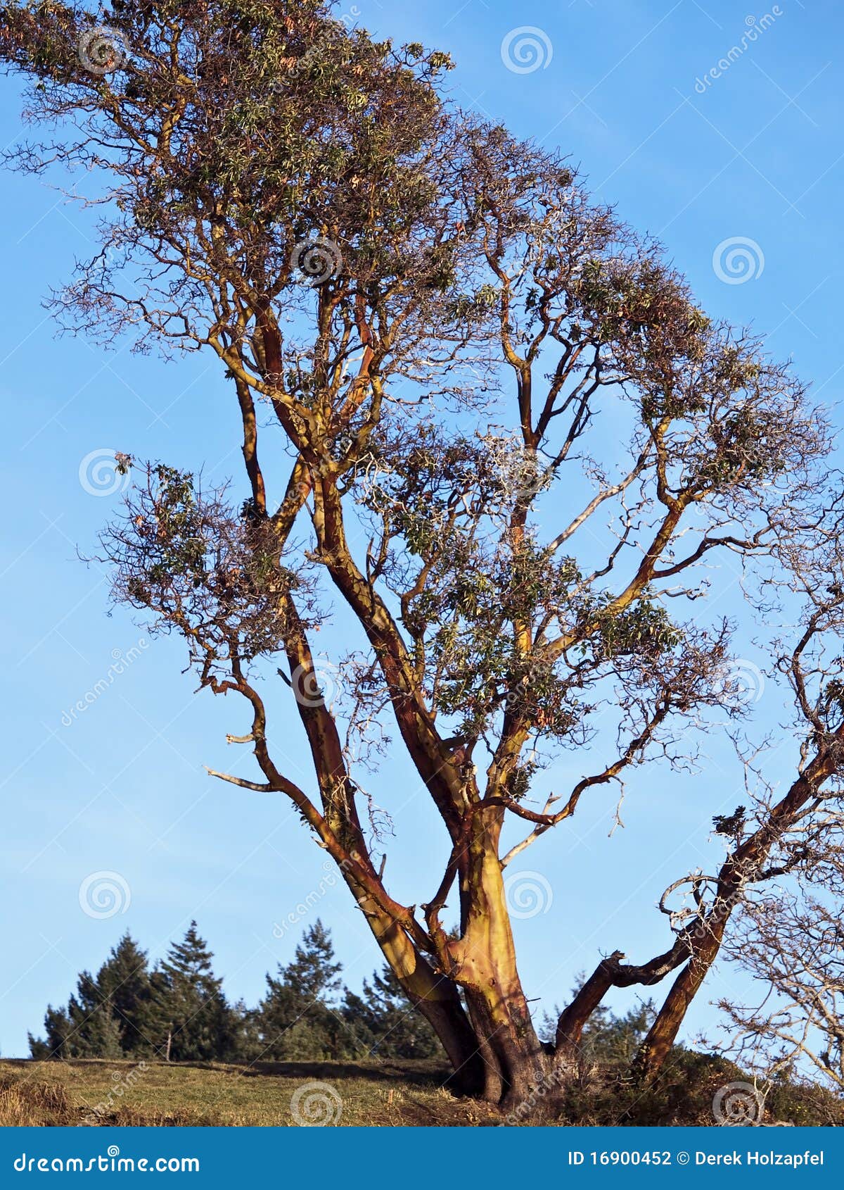 Pacific Madrona Madrone Arbutus Tree Trunk Bare Wood Gnarly Bark Stock ...