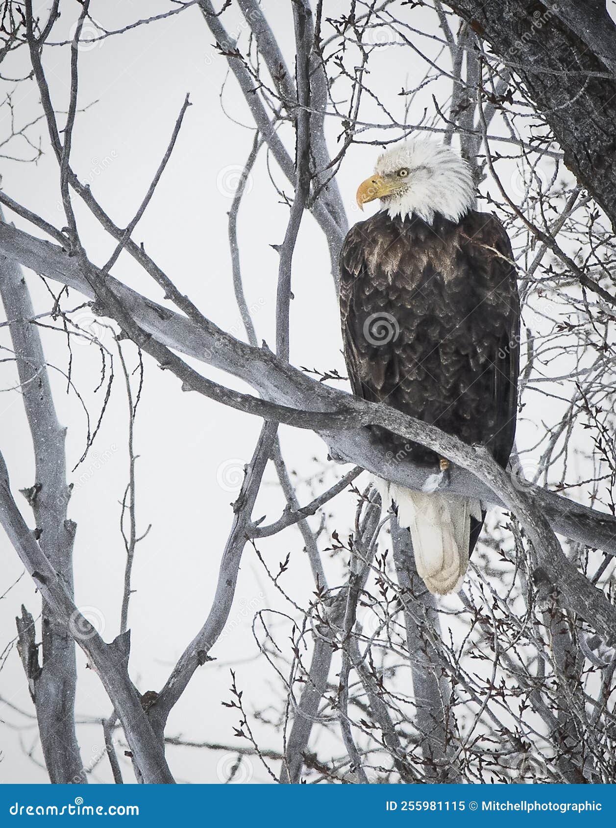 Mature Bald Eagle Sitting and Watching Stock Image - Image of watchful, territory: 255981115