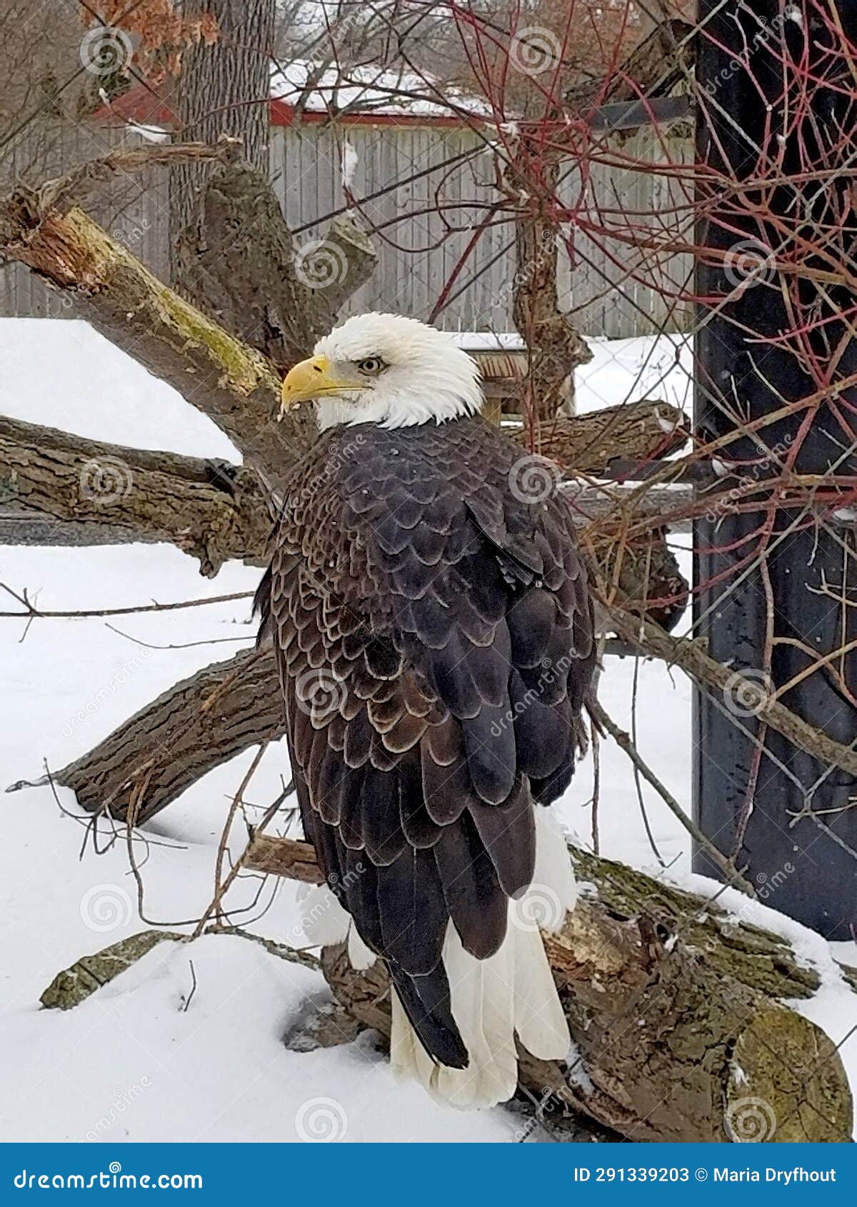 Mature Bald Eagle in Snow stock image. Image of winter - 291339203