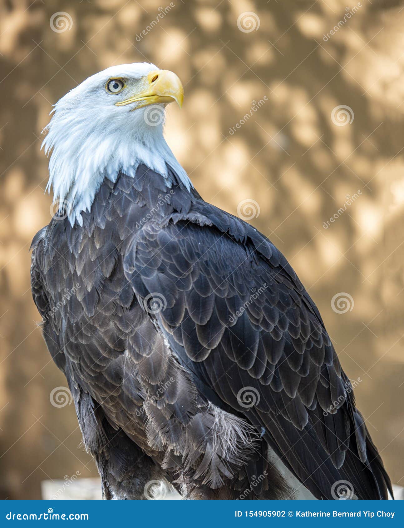 Mature Bald Eagle Standing Poised and Looking Elegant and Strong Stock ...