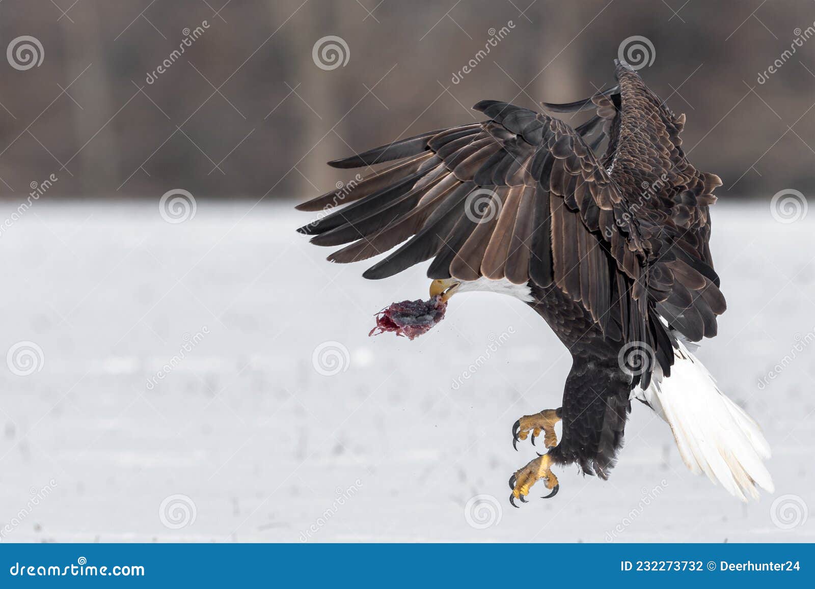 A Mature Bald Eagle Taking Flight Stock Photo - Image of bird, beak ...