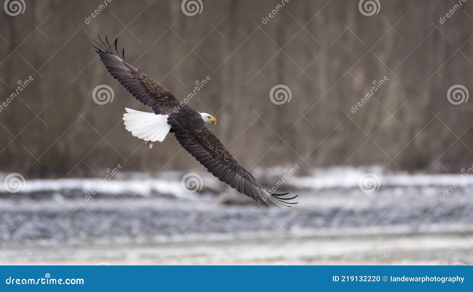 Mature Bald Eagles Makes Sweeping Turn Stock Photo - Image of bank ...