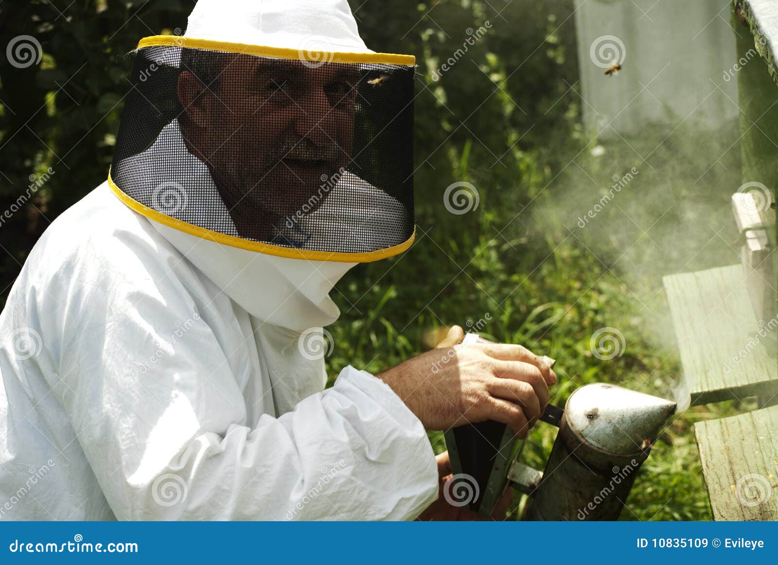 Mature Beekeeper Smoking Bees in Beehive Stock Image - Image of ...
