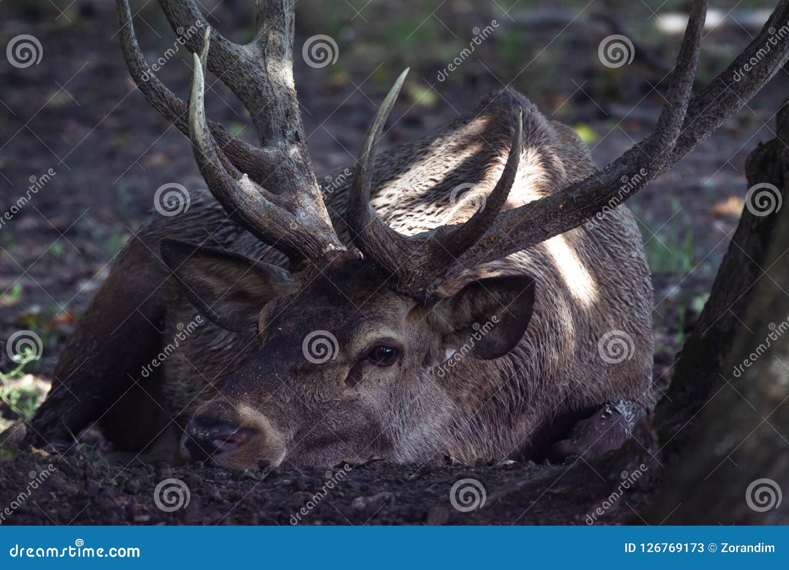 A Mature Red Stag Lying Down Stock Image - Image of mating, grass ...