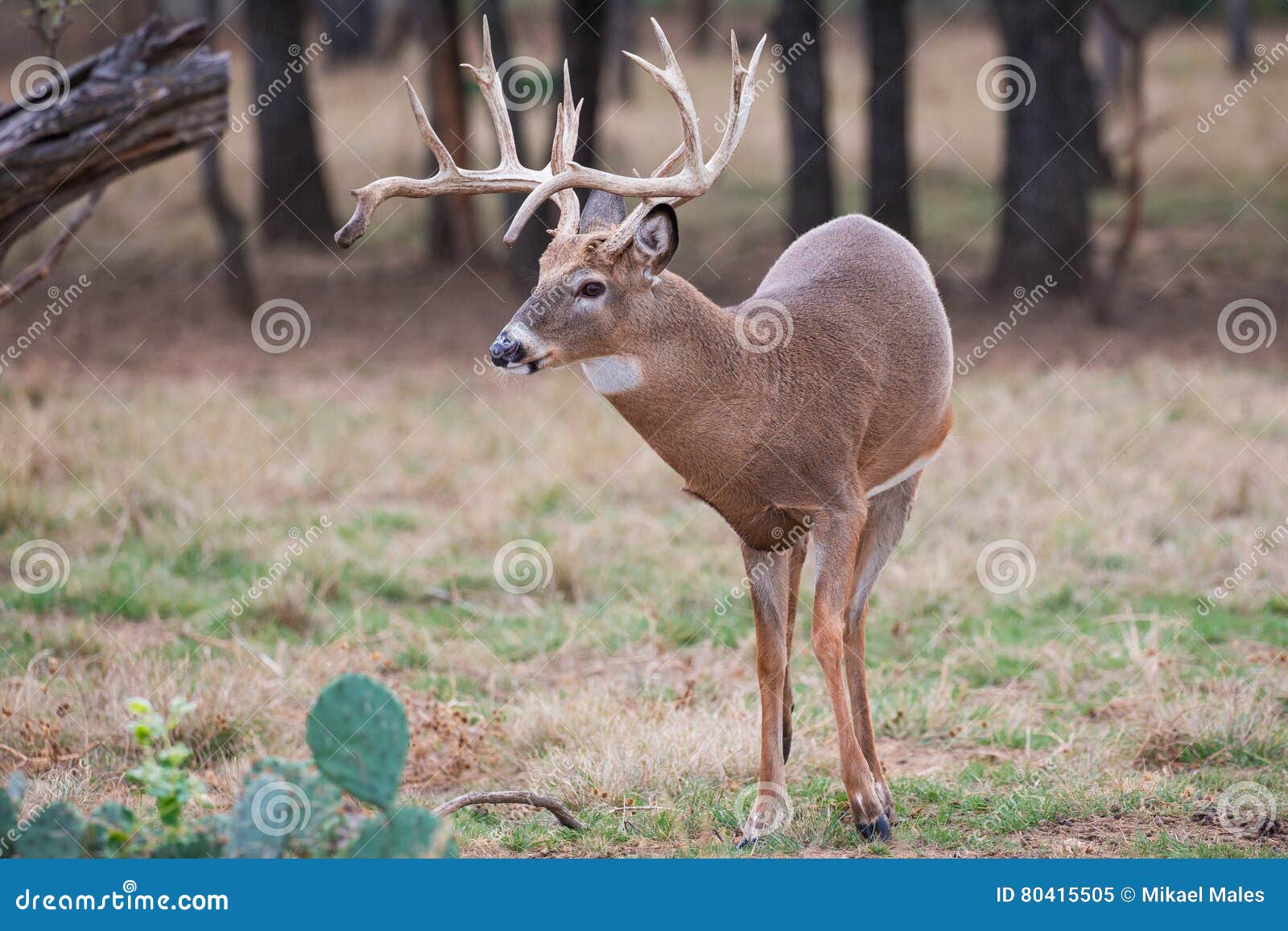 Mature buck stock image. Image of colors, scrape, hunting - 80415505