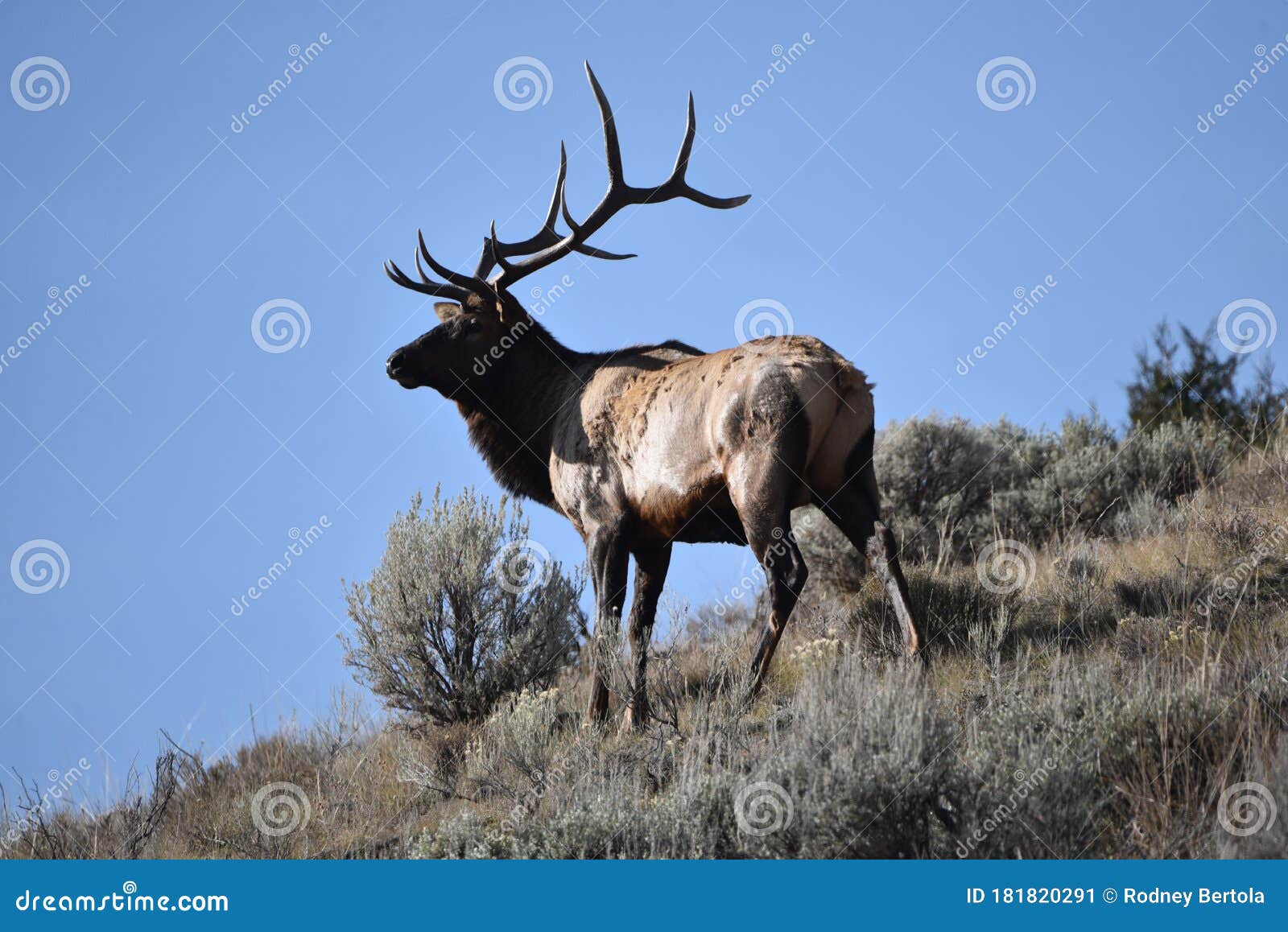 Mature Bull Elk stock image. Image of beautuful, hunters - 181820291