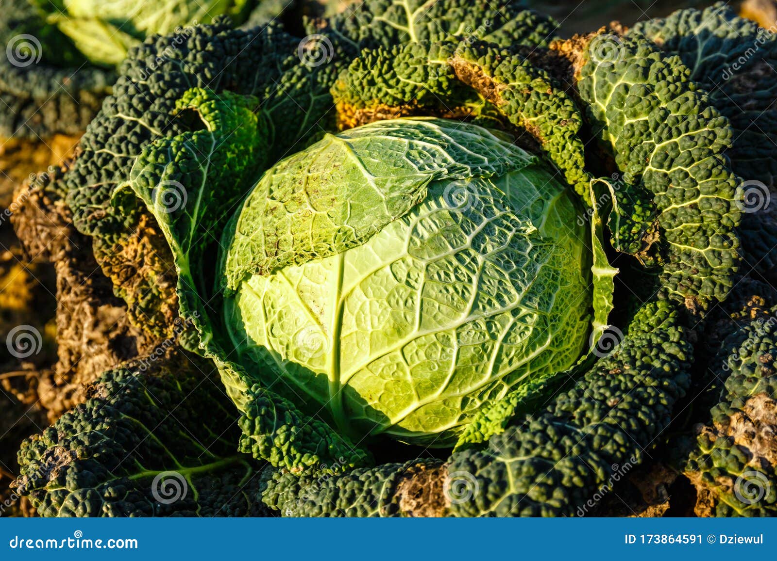 Mature Cabbage in the Field Stock Image - Image of agricultural, land ...