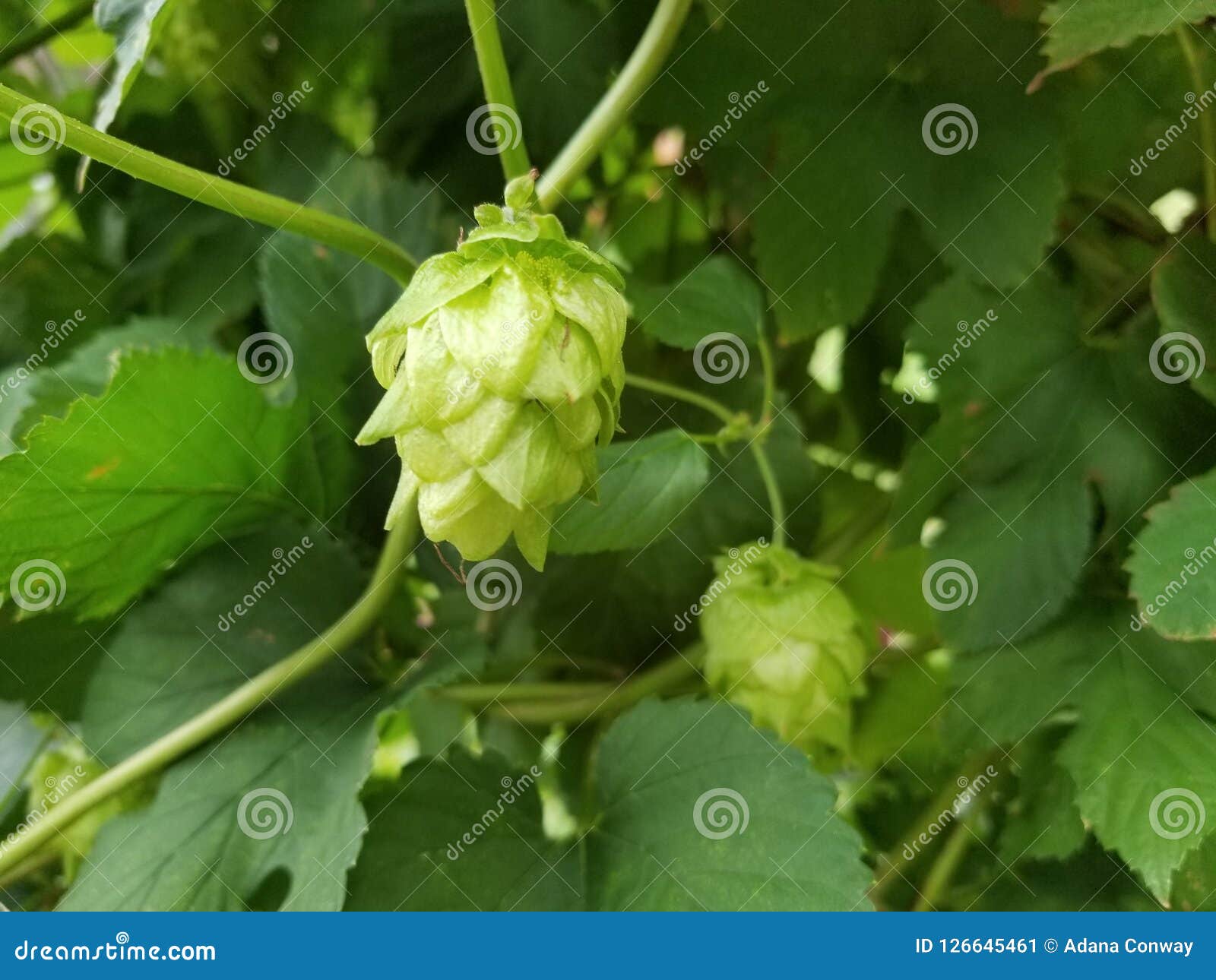 Mature Cascade Hop Cone on Vine Stock Image - Image of cone, mature ...