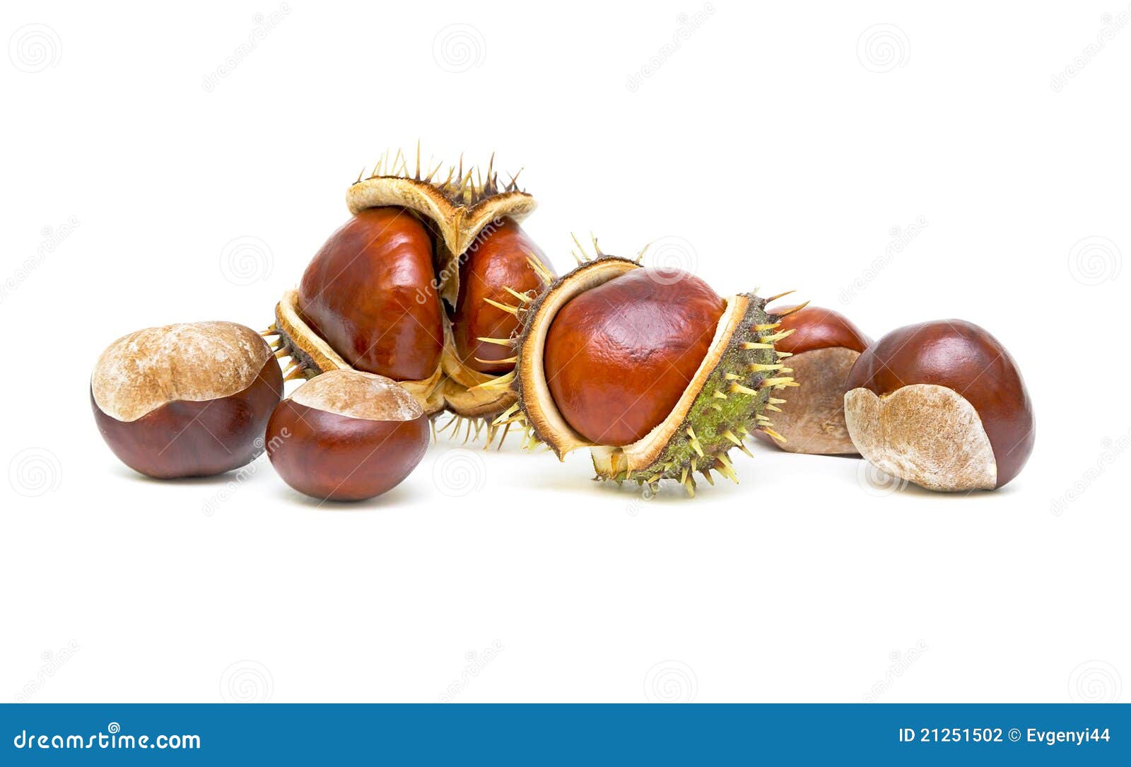 Mature Chestnut Trees on a White Background Stock Photo - Image of nuts ...