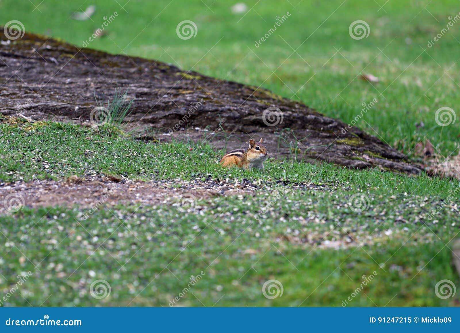 Chipmunk With Full Cheeks Scurrying Through Leaves Stock Image ...