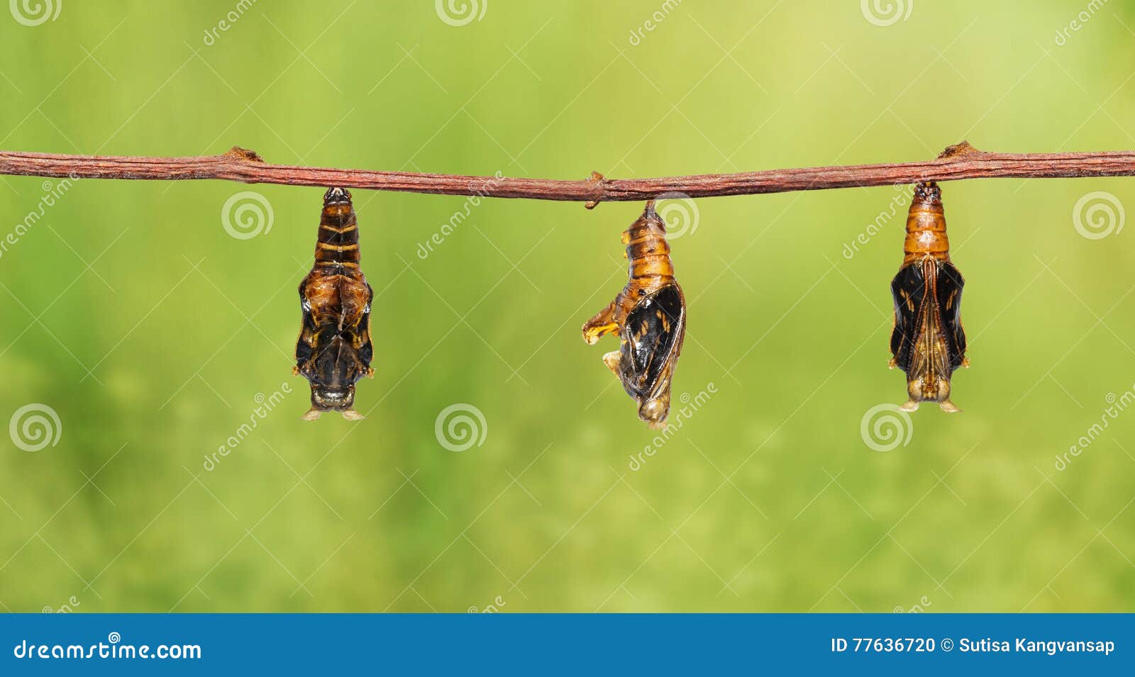 Mature Chrysalis of Colour Segeant Butterfly with Skin Stock Photo ...