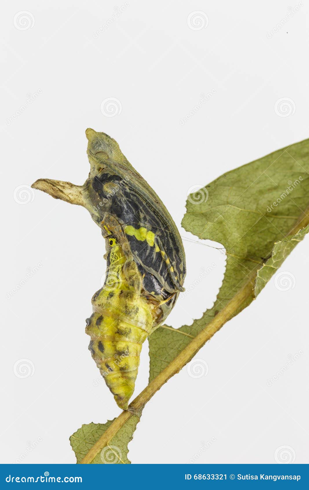 Mature Chrysalis of Commander Butterfly on Leaf Stock Image - Image of ...