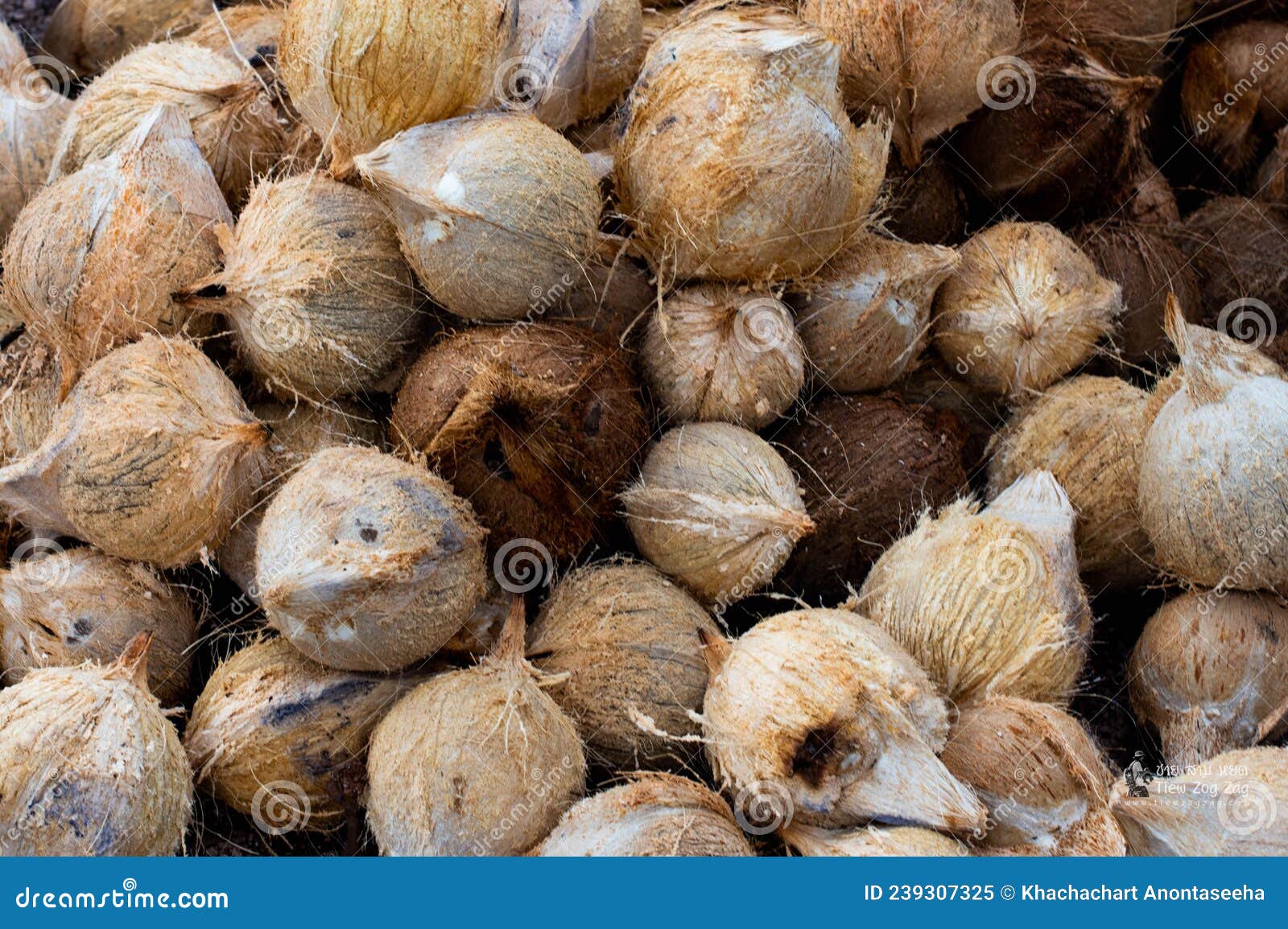 The Mature Coconuts are Peeled and Piled Together Stock Image - Image ...