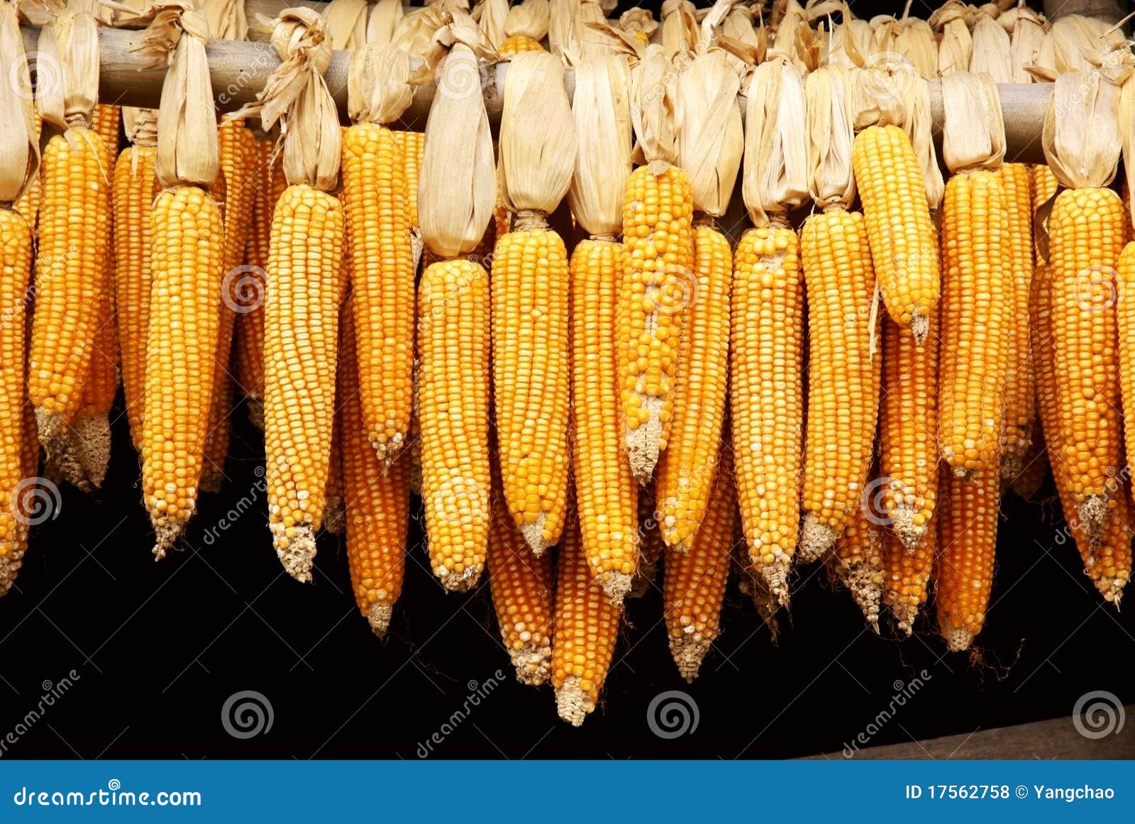 Mature corn cob stock photo. Image of farming, seed, ripe - 17562758