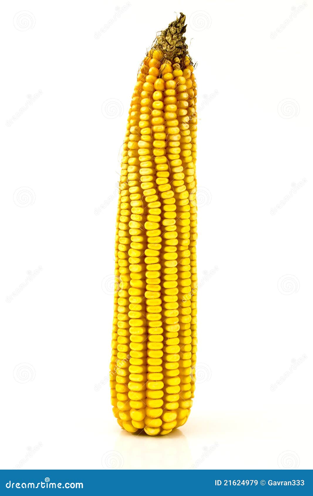 Mature corn cob stock image. Image of farm, healthy, agriculture - 21624979