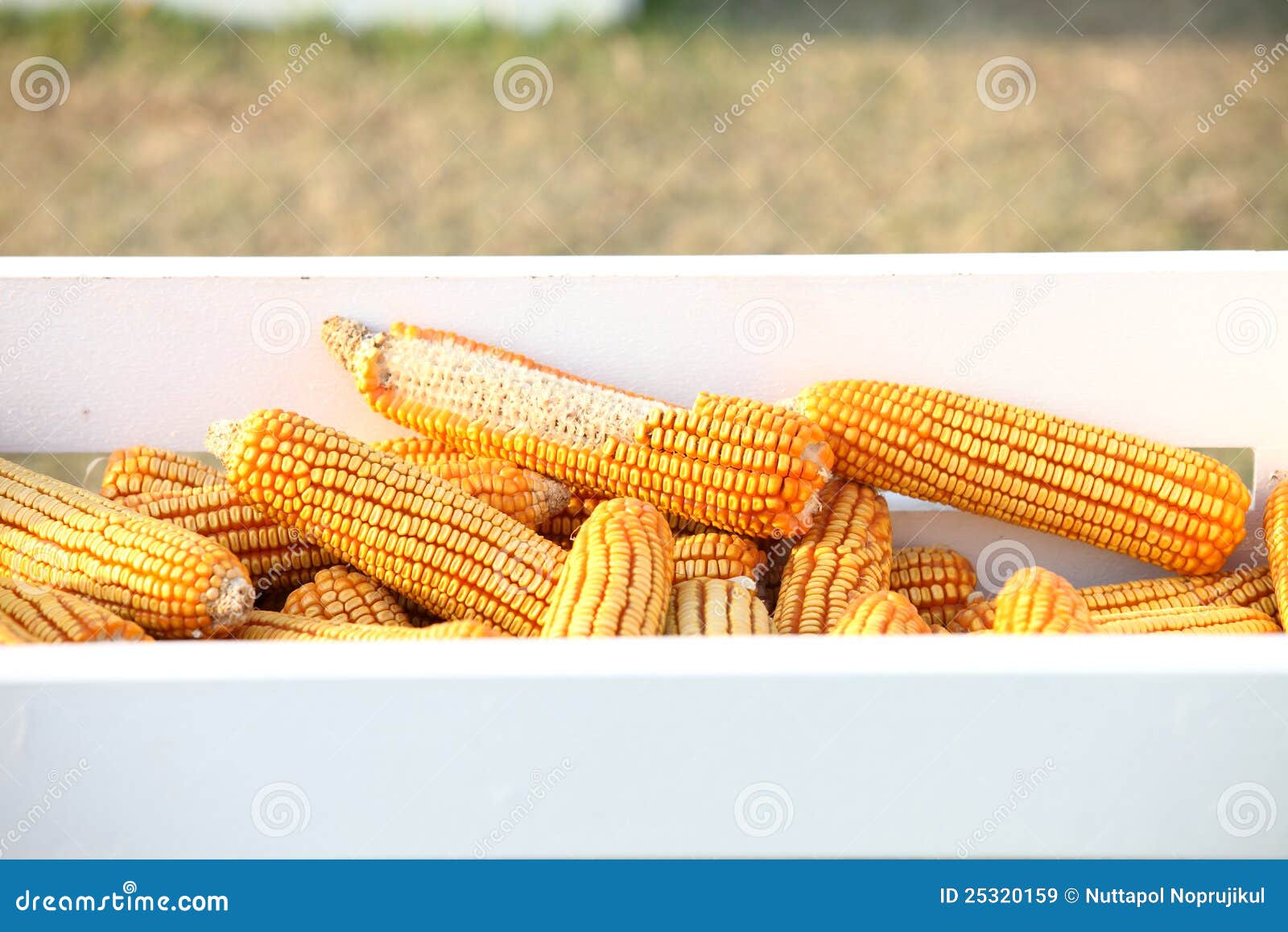 Mature corn cob. stock image. Image of gain, agriculture - 25320159