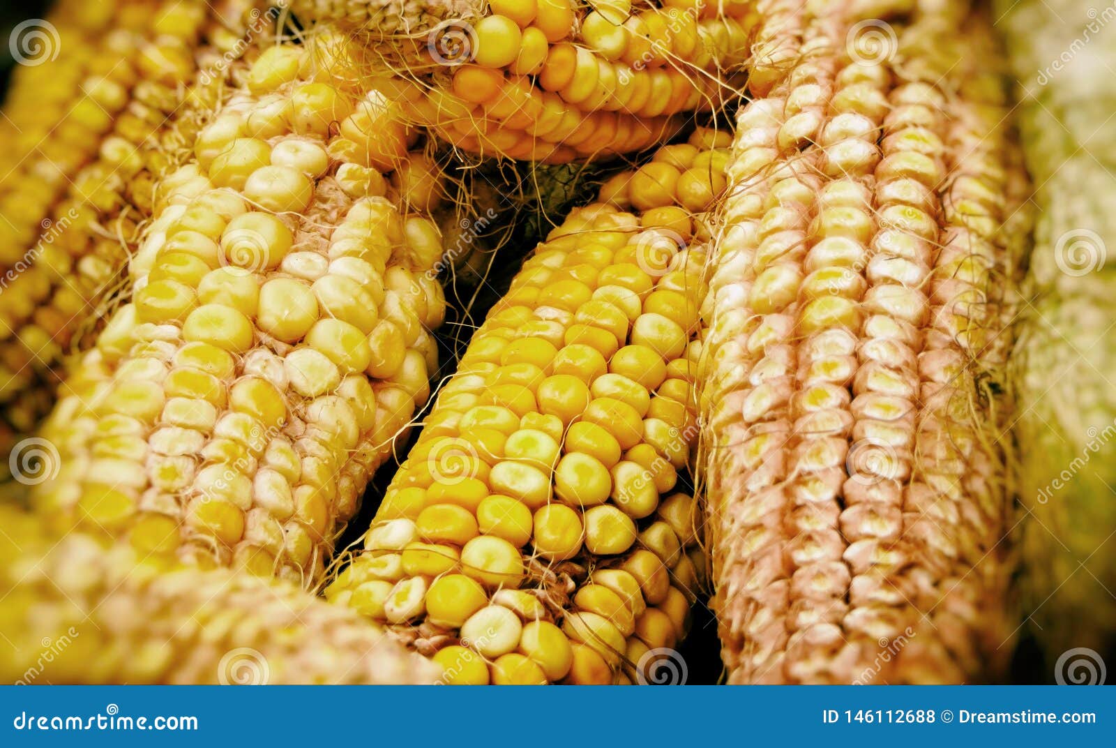 Mature Corn Cobs in the Fall. Stock Photo - Image of shows, mature ...