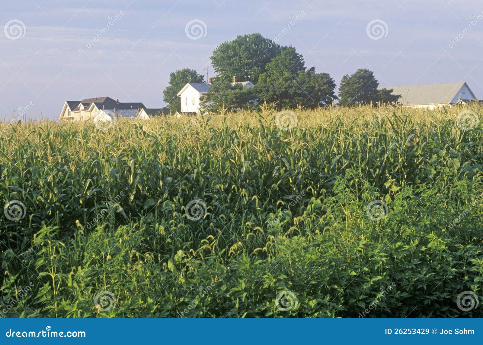 Corn Crops Are Planted In Rice Field Ditches, To Maximize Agricultural ...