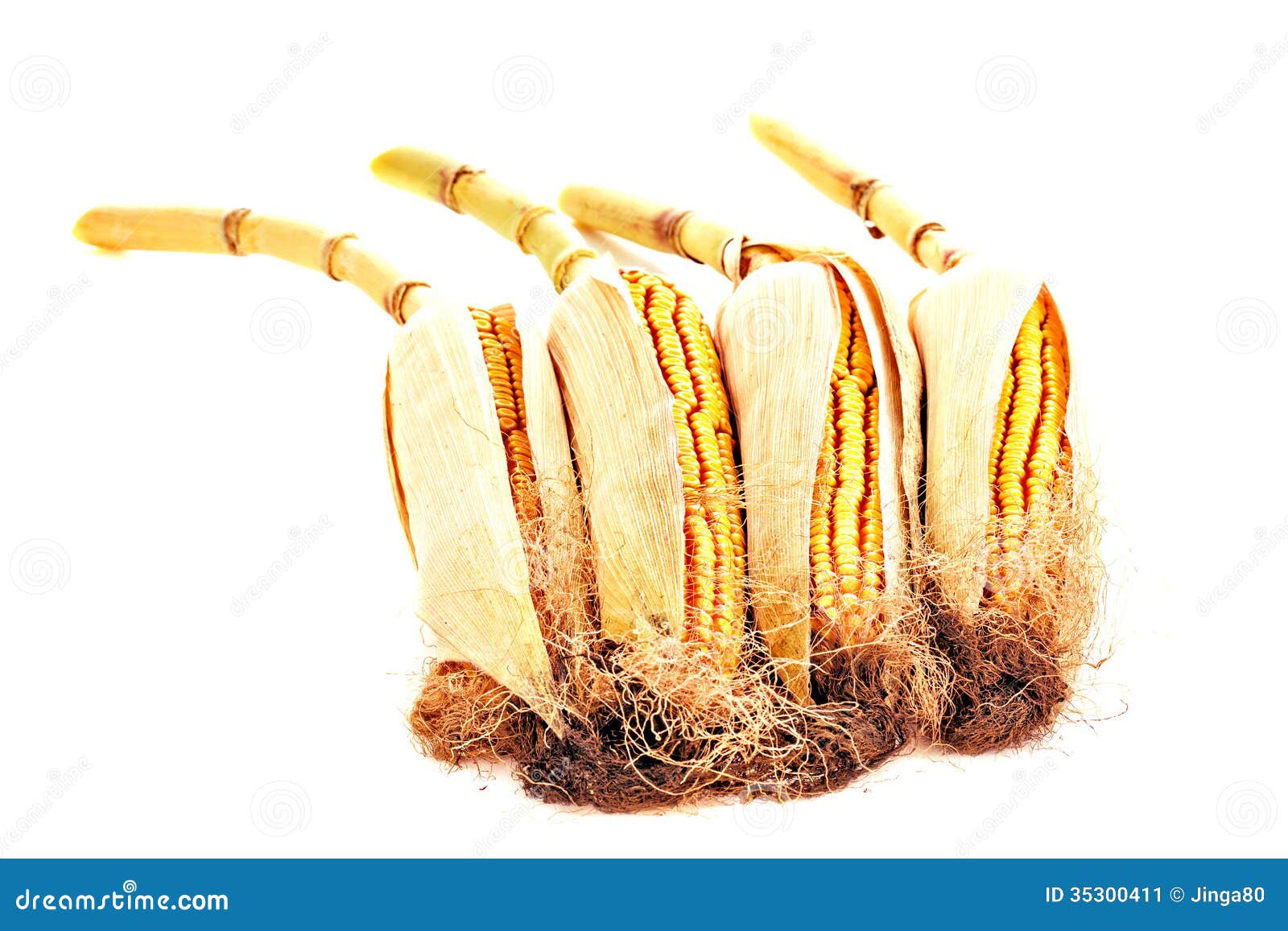 Mature corn stock image. Image of background, dietary - 35300411