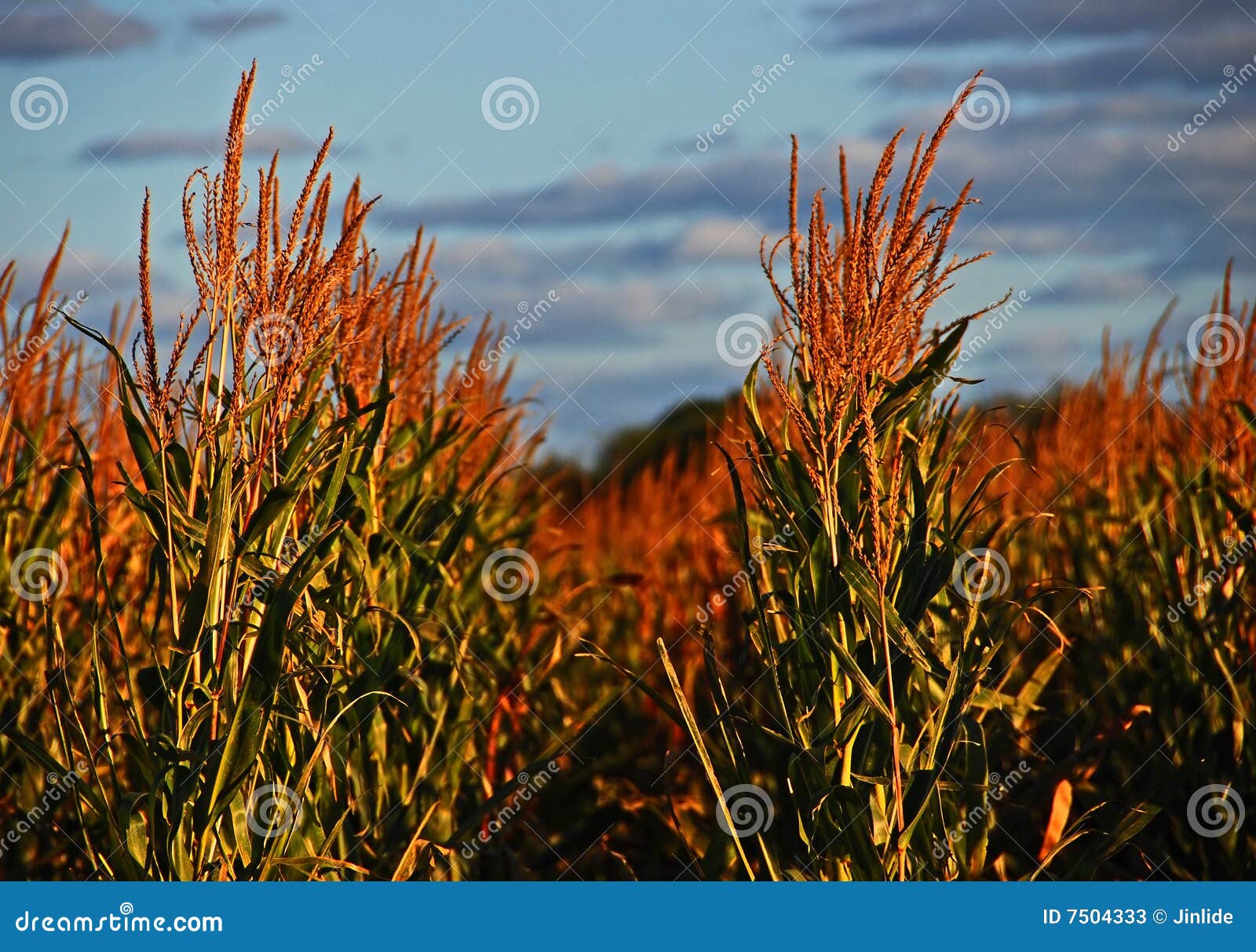 Mature Corn Plants at Sunset Stock Image - Image of leaves, agriculture ...