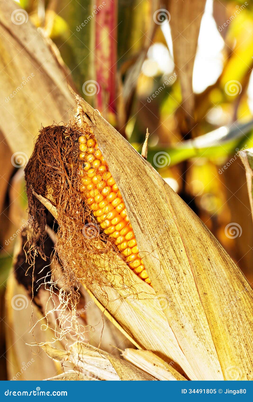 Mature Corn Shortly before Harvest Stock Image - Image of natural ...