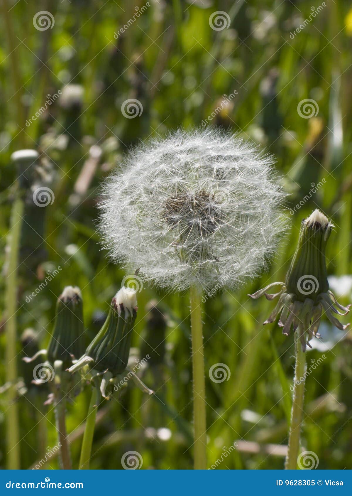 Mature dandelion in grass stock image. Image of mature - 9628305