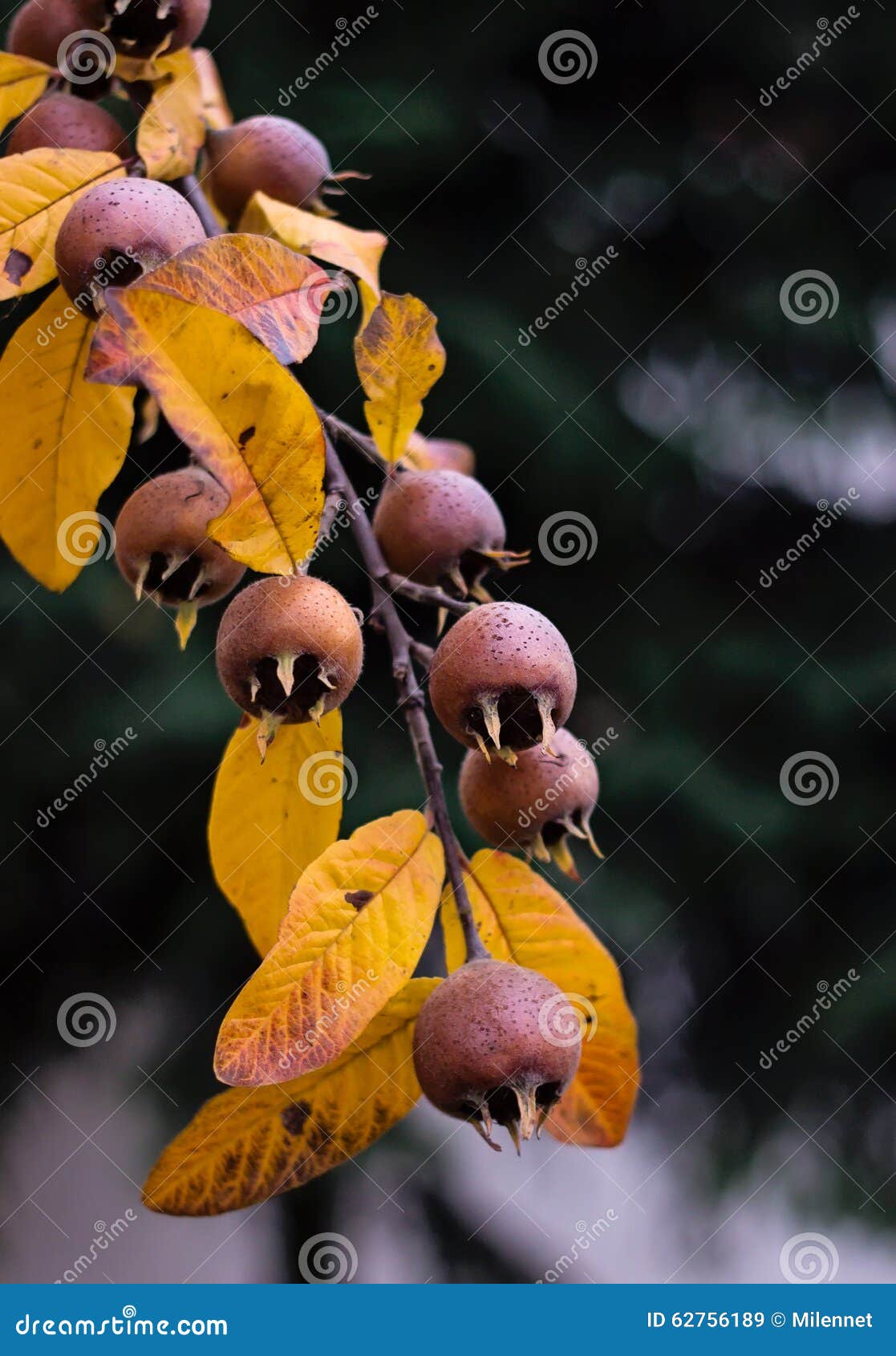 Mature delicious medlar stock image. Image of nature - 62756189
