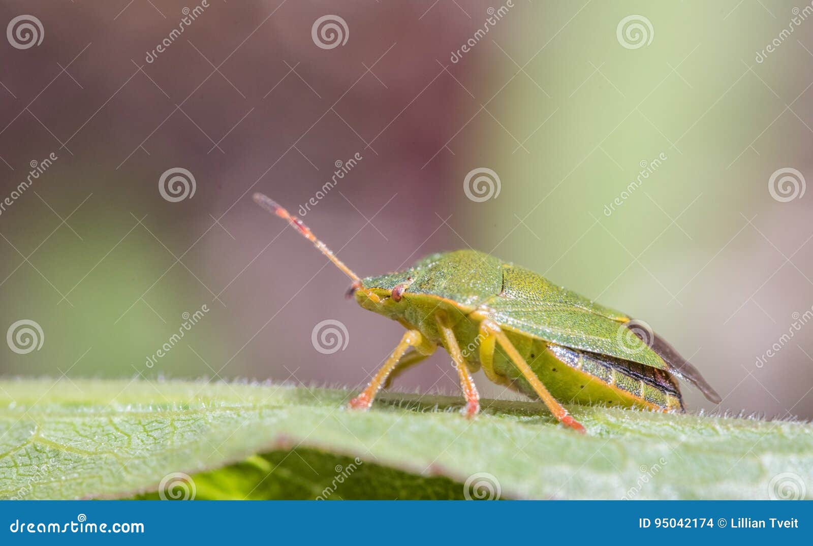 Mature Eurasian Green Shield Bug Palomena Prasina on a Green Leaf, Side ...