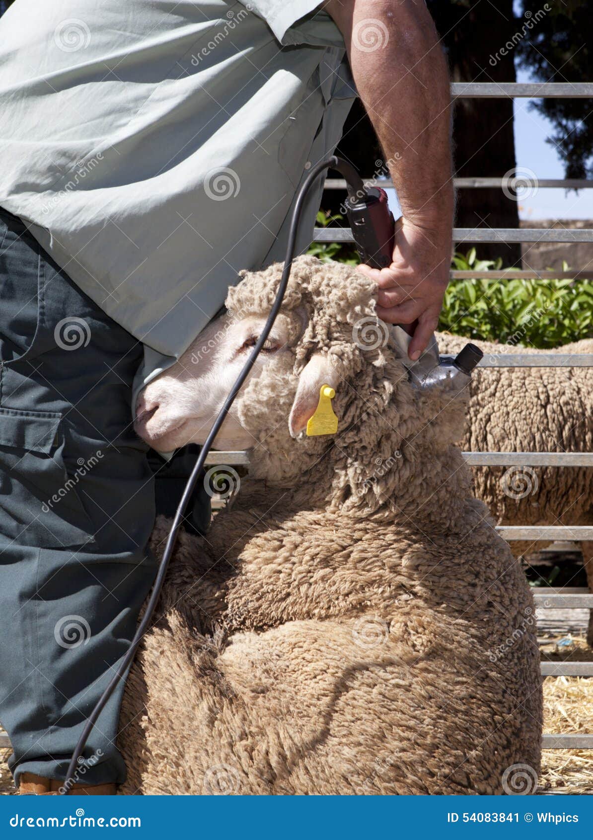 Mature Farmer Shearing Sheep with Clipper Stock Image - Image of ...