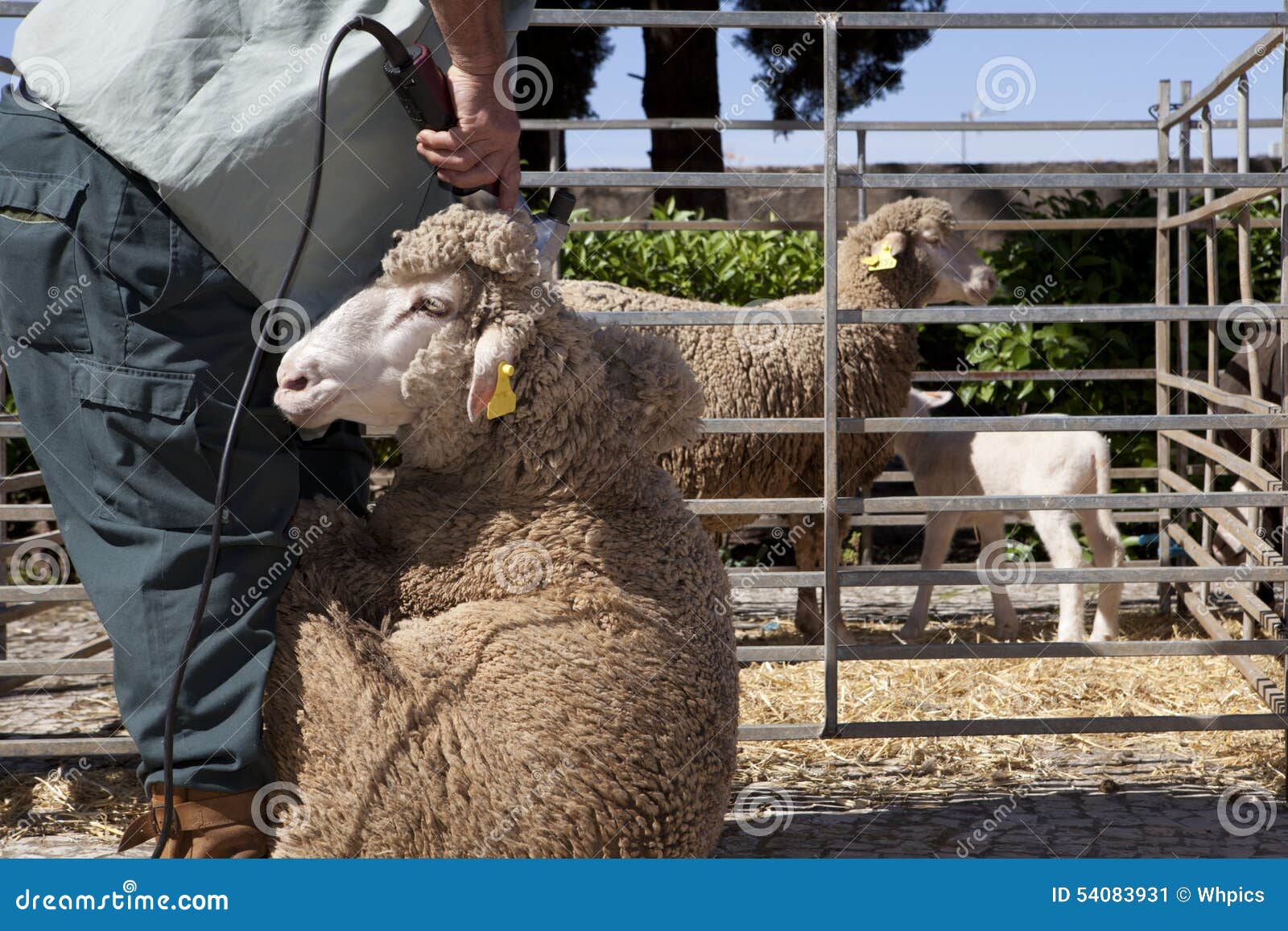 Mature Farmer Shearing Sheep with Clipper Stock Image - Image of ...