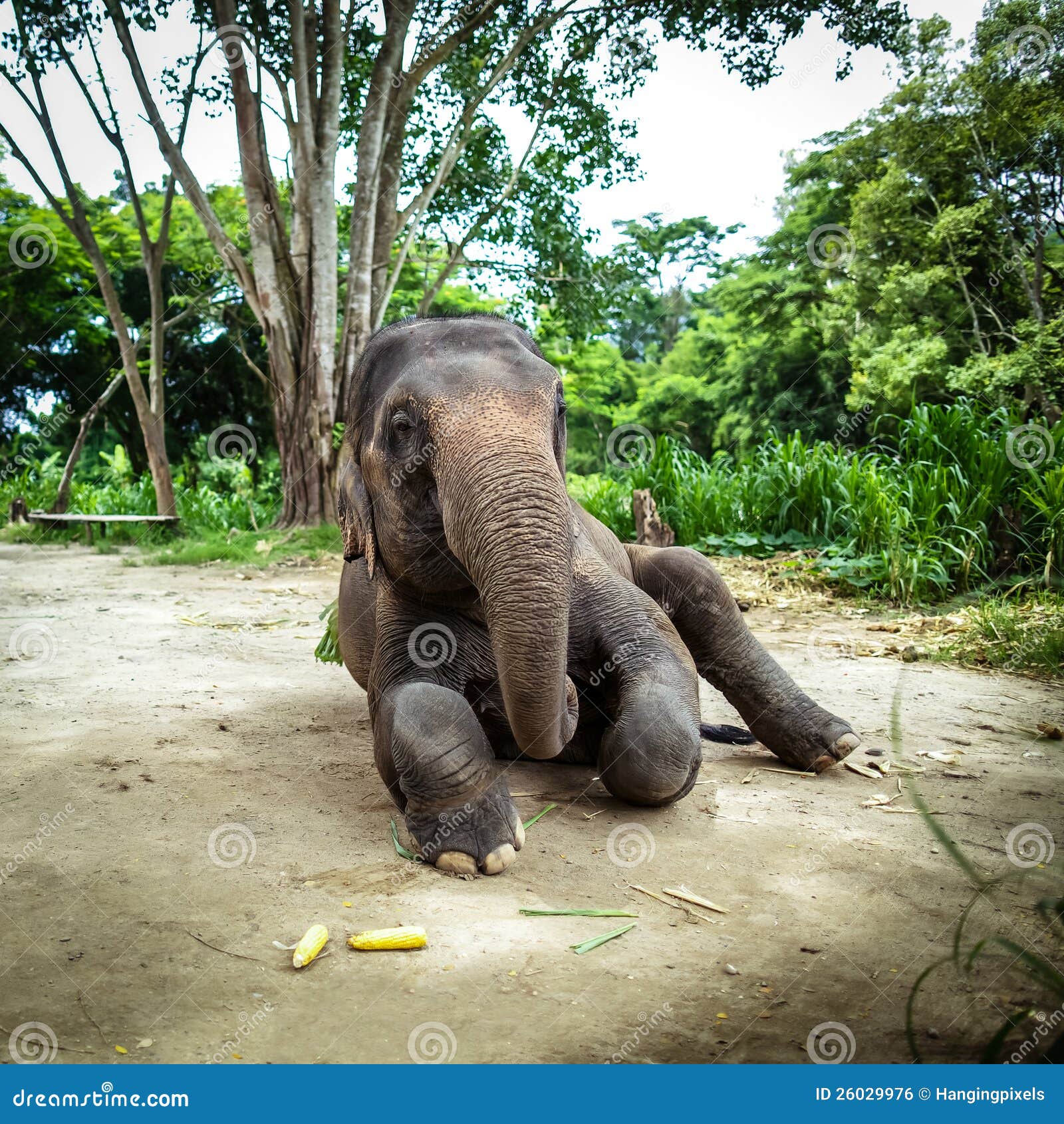 Mature Female Elephant Sits on the Ground Stock Photo - Image of large ...