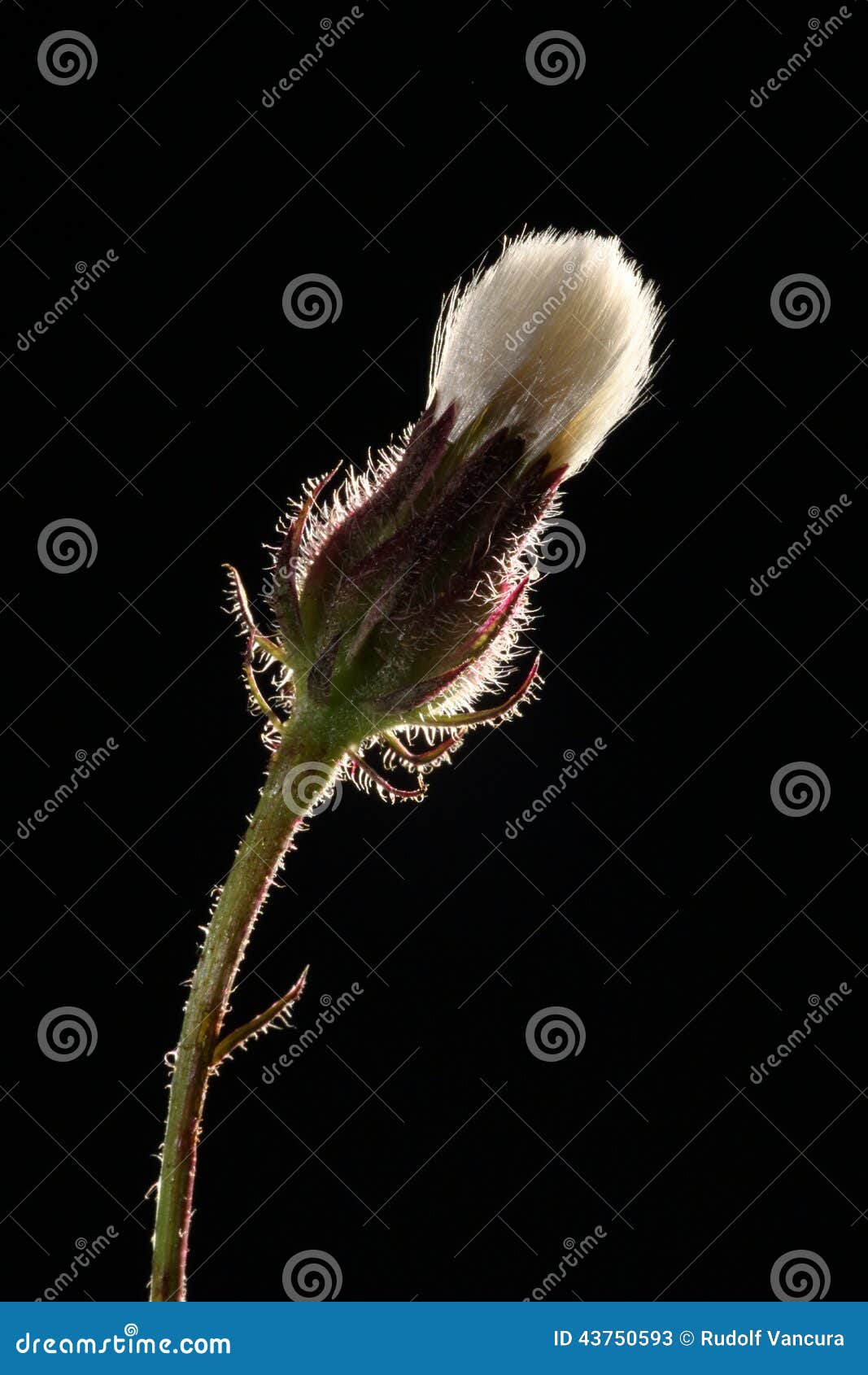 Mature Flower Full of Seeds Stock Image - Image of mature, plant: 43750593