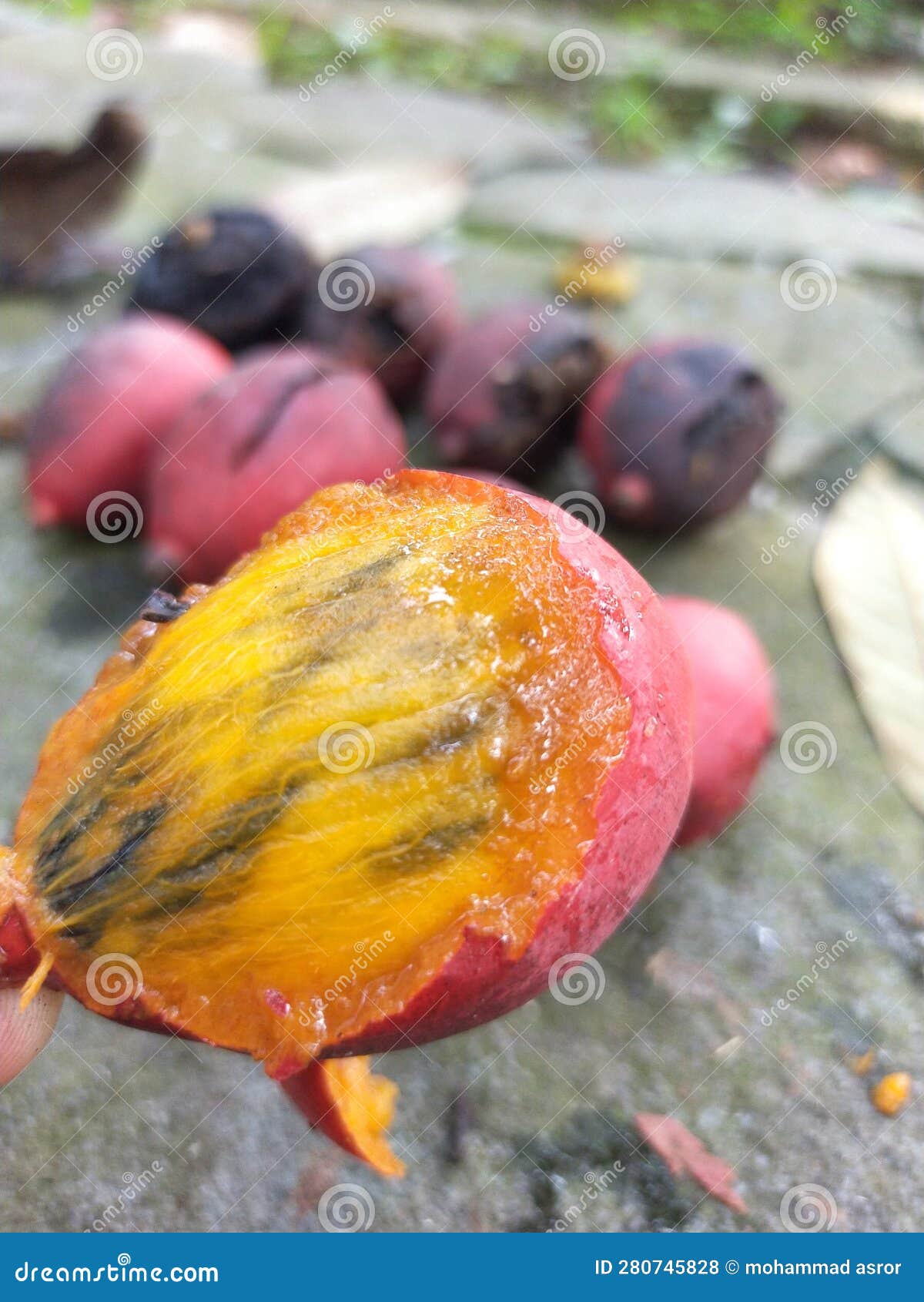 Mature Fruit in the One of Garden in the Park Stock Photo - Image of ...