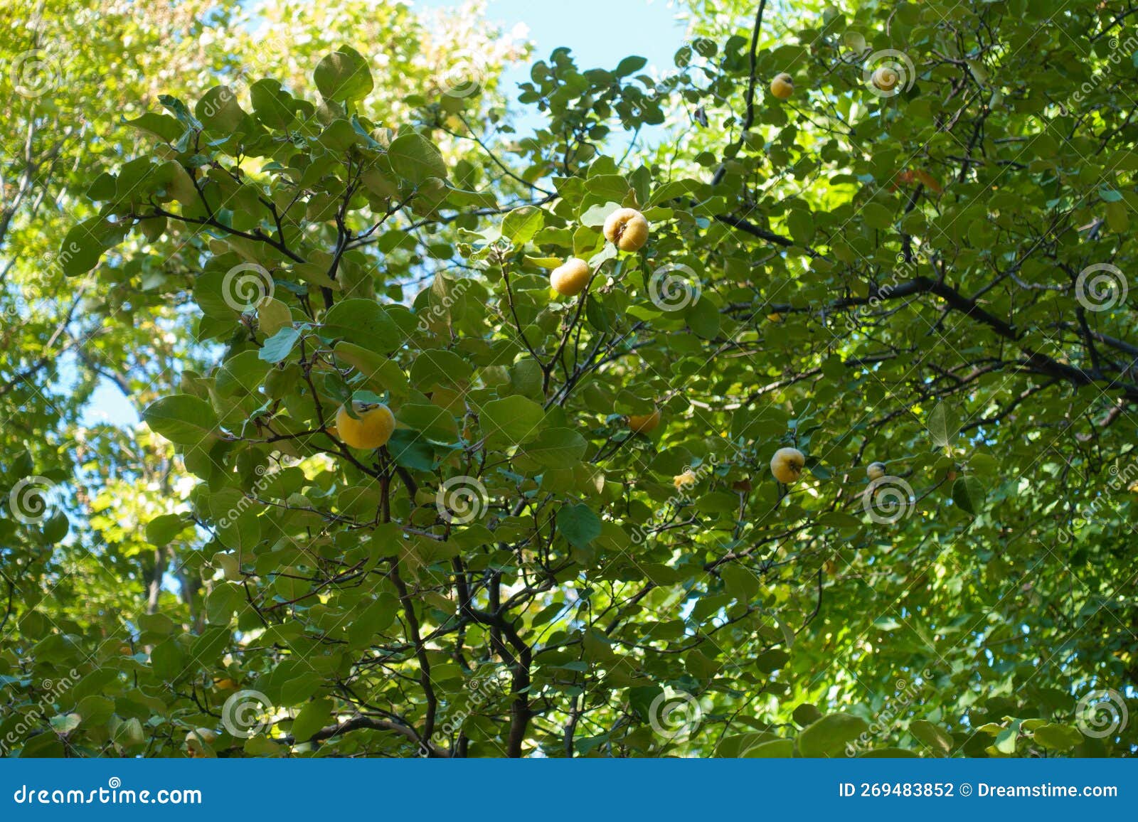 Mature Fruits on Branches of Quince in October Stock Photo - Image of ...