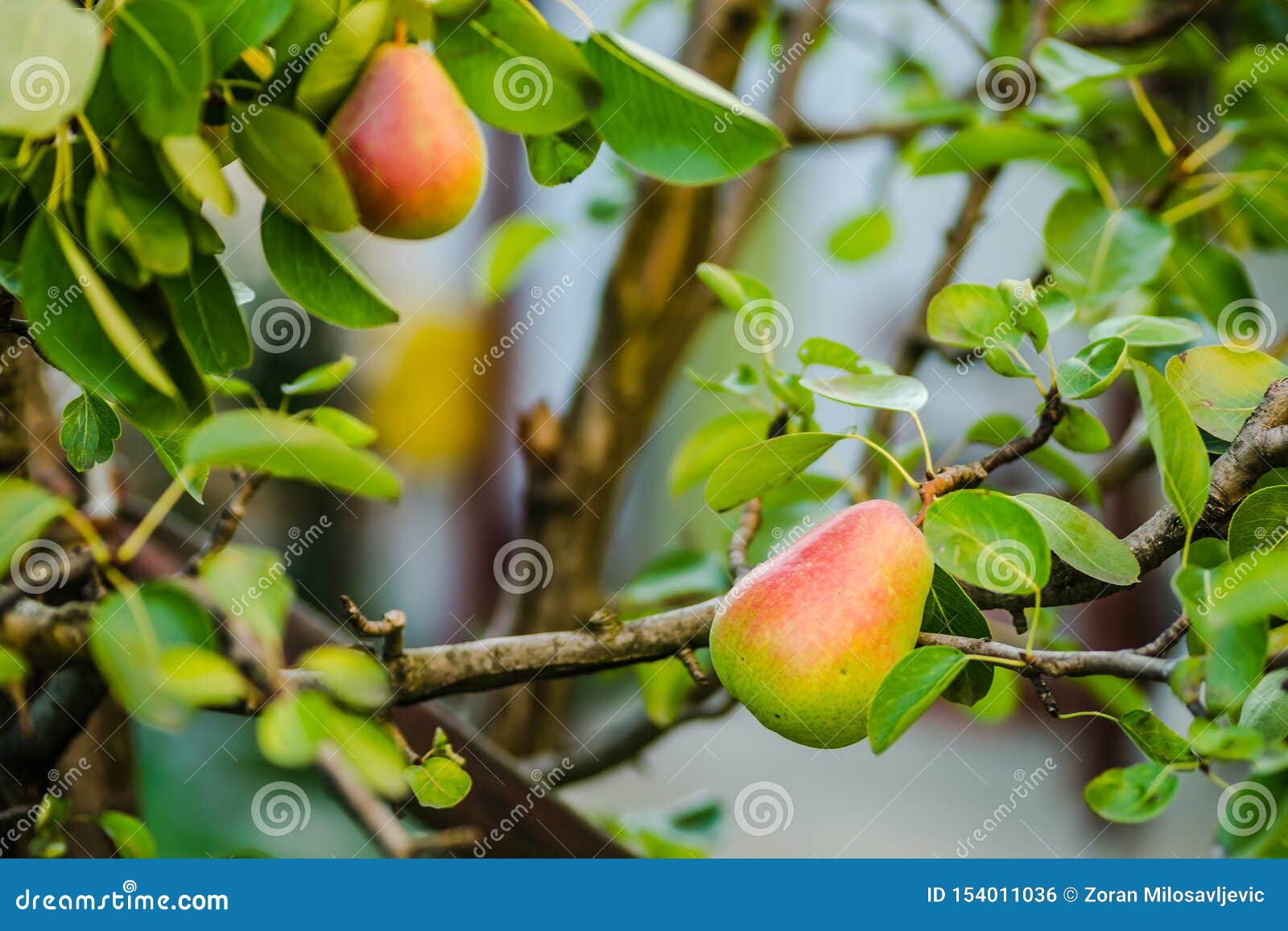 Mature fruits pears stock photo. Image of branches, hanging - 154011036