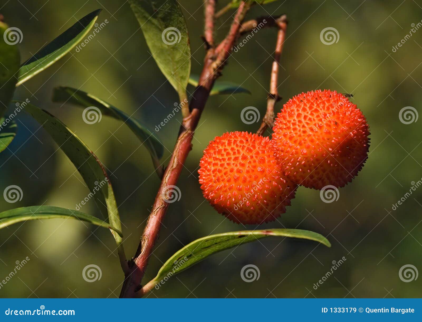 The Mature Fruits of the Strawberry Tree Stock Image - Image of arbutus ...