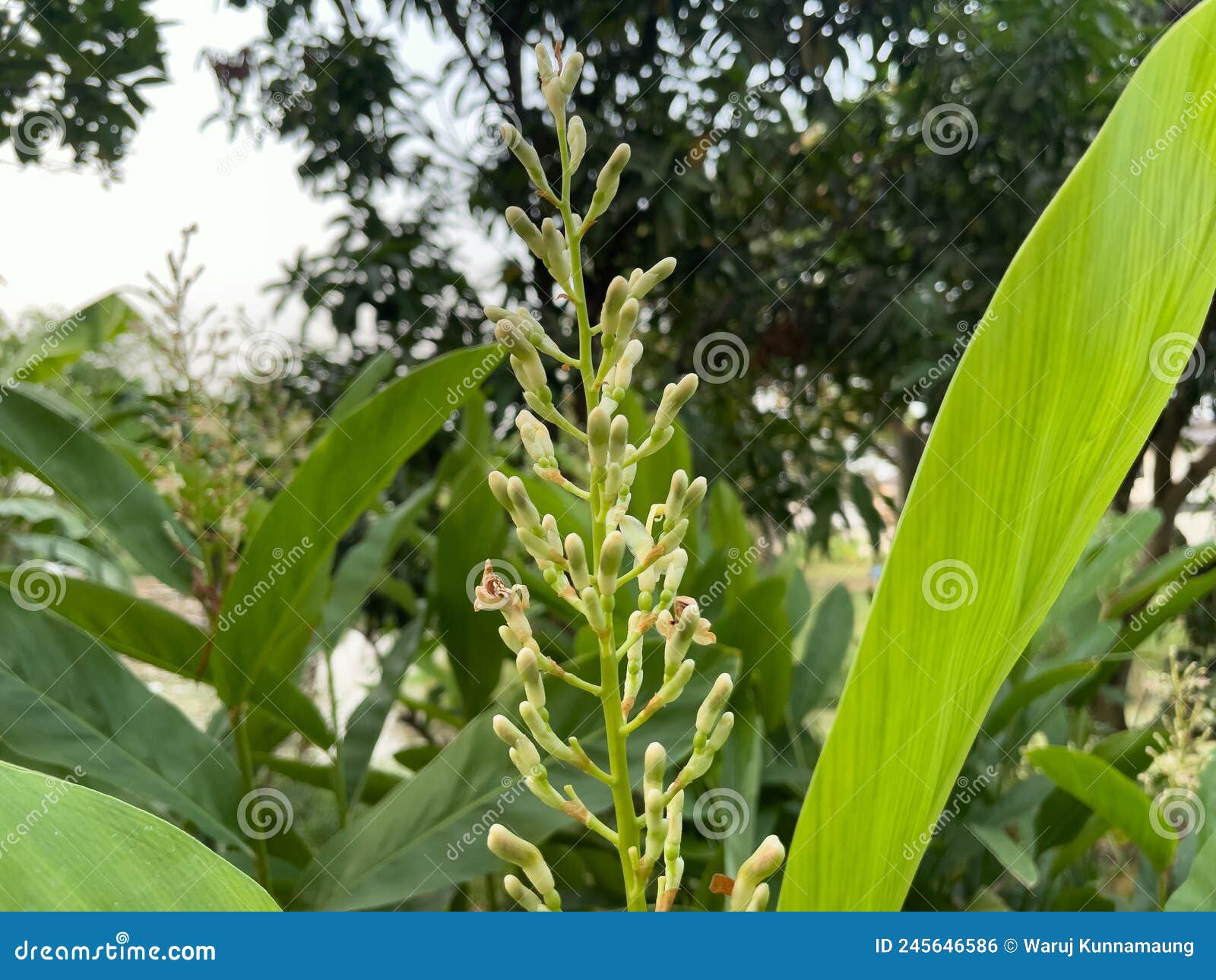 The Galangal Tree in the Garden Has White Flowers. Stock Photo - Image ...