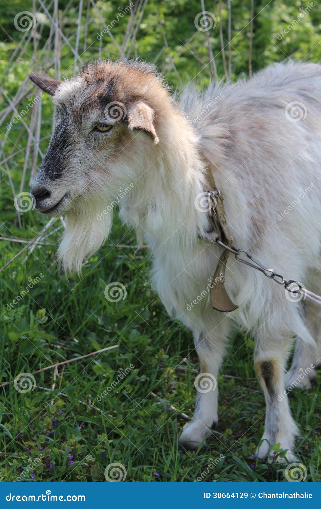 Mature goat stock image. Image of mammal, youth, garden - 30664129
