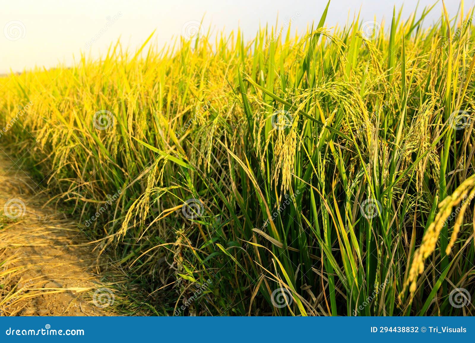 Mature Golden Rice Plants Ready for Harvest Stock Photo - Image of ...