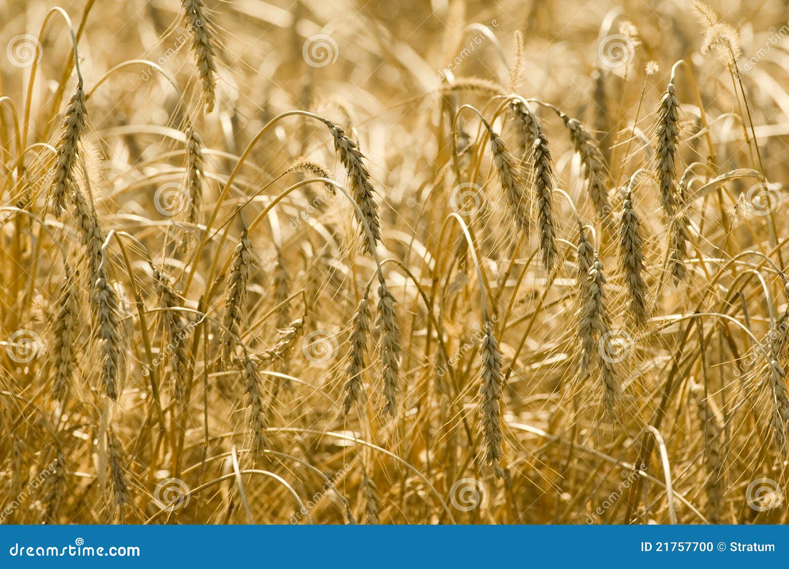 Mature grain stock photo. Image of barley, cereals, health - 21757700