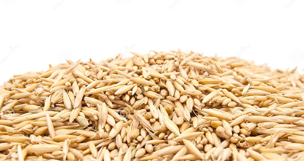 Mature Grains of Wheat in a Peel Stock Image - Image of berry, fiber ...