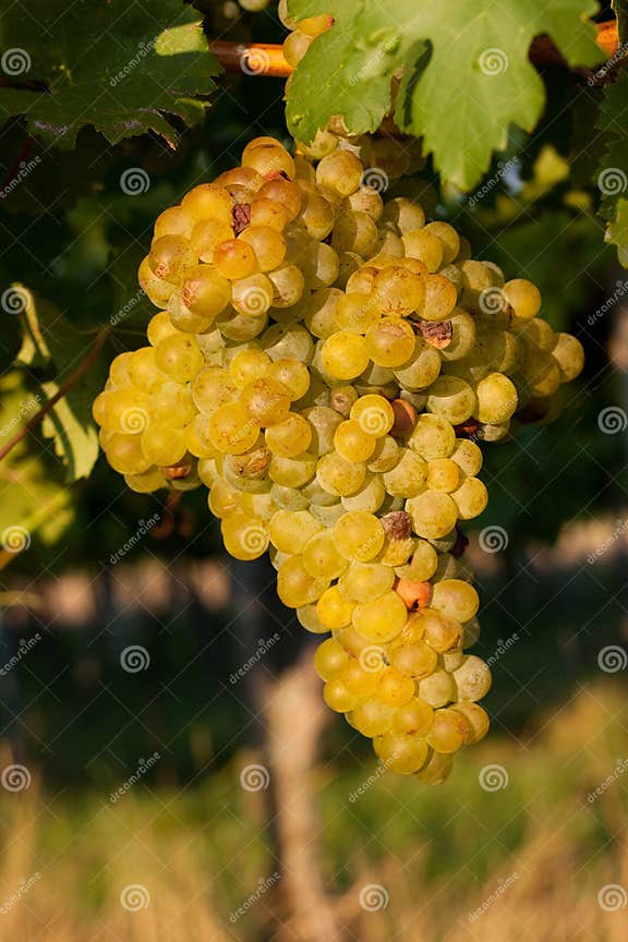 Mature grapes stock photo. Image of grigio, fruits, fresh - 23752824