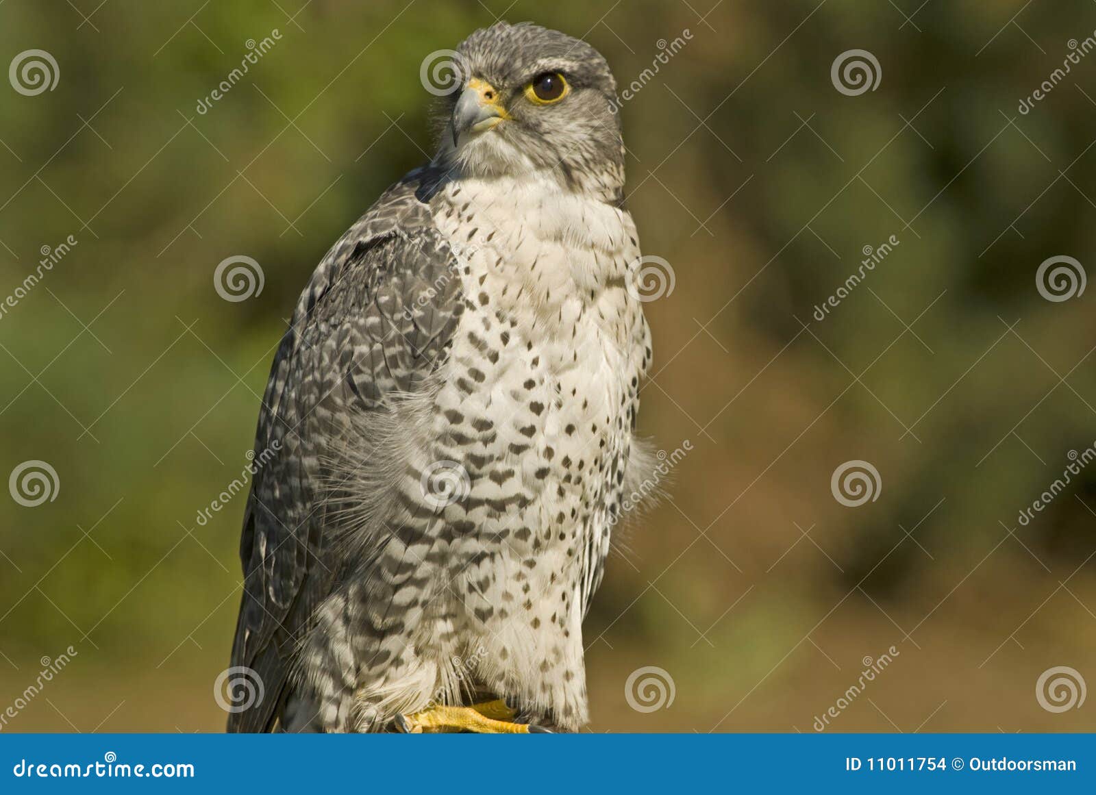 Mature Gyrfalcon (falco Rusticolus) Stock Photo - Image of gyrfalcon ...