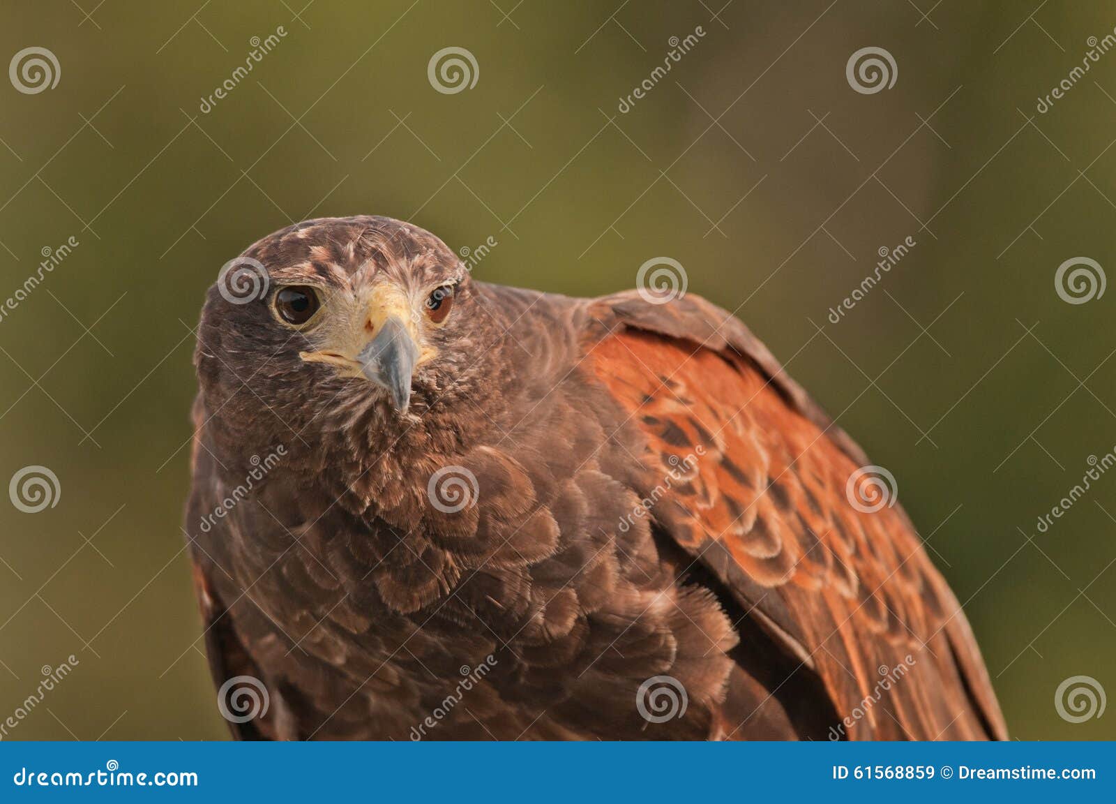 A mature hawk at rest stock image. Image of eagle, raptor - 61568859